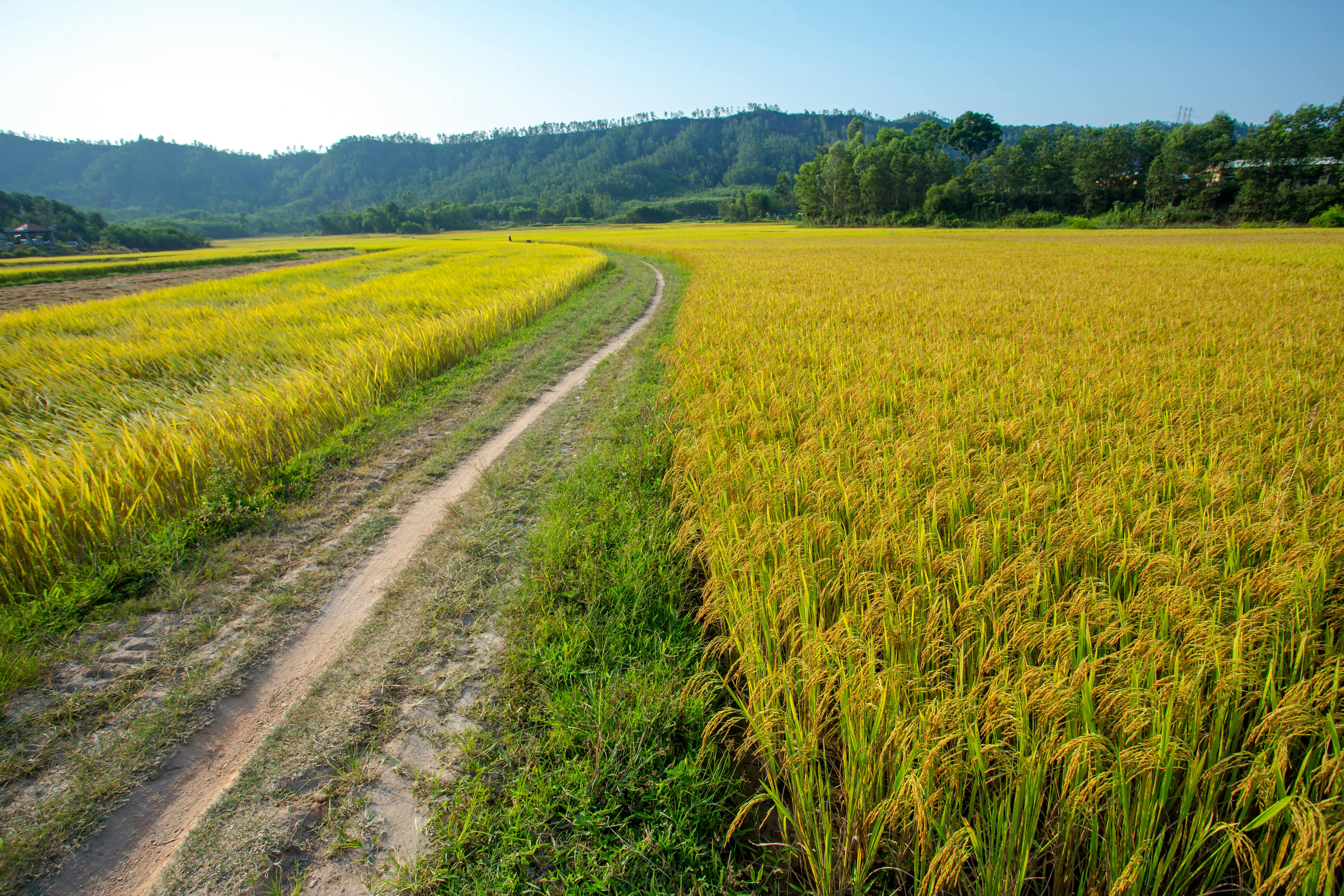 Lush Rice Fields in Hội An, Vietnam · Free Stock Photo