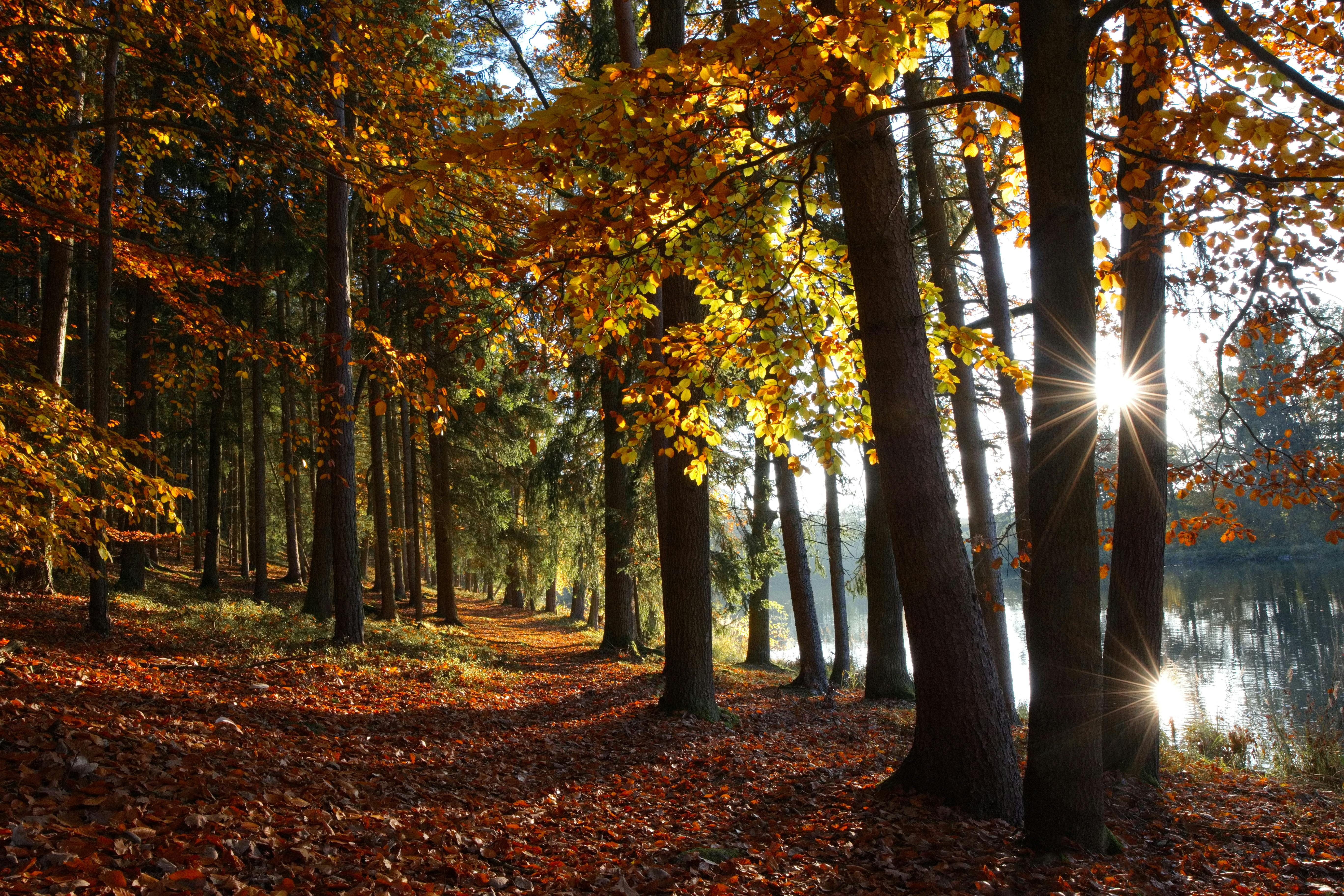 Serene Backlit Forest Landscape in Autumn · Free Stock Photo