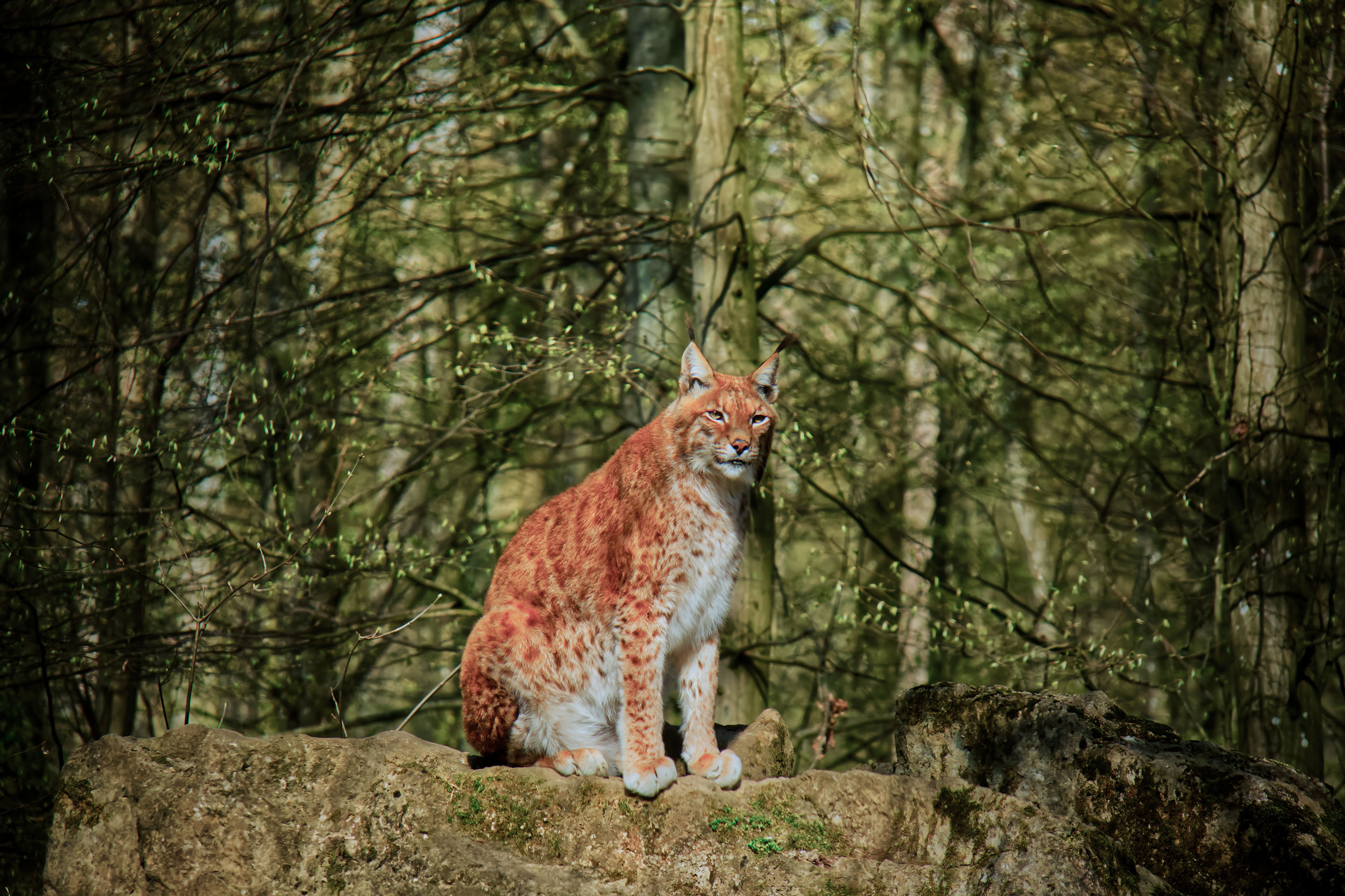 Majestic Eurasian Lynx Sitting in Forest Habitat · Free Stock Photo