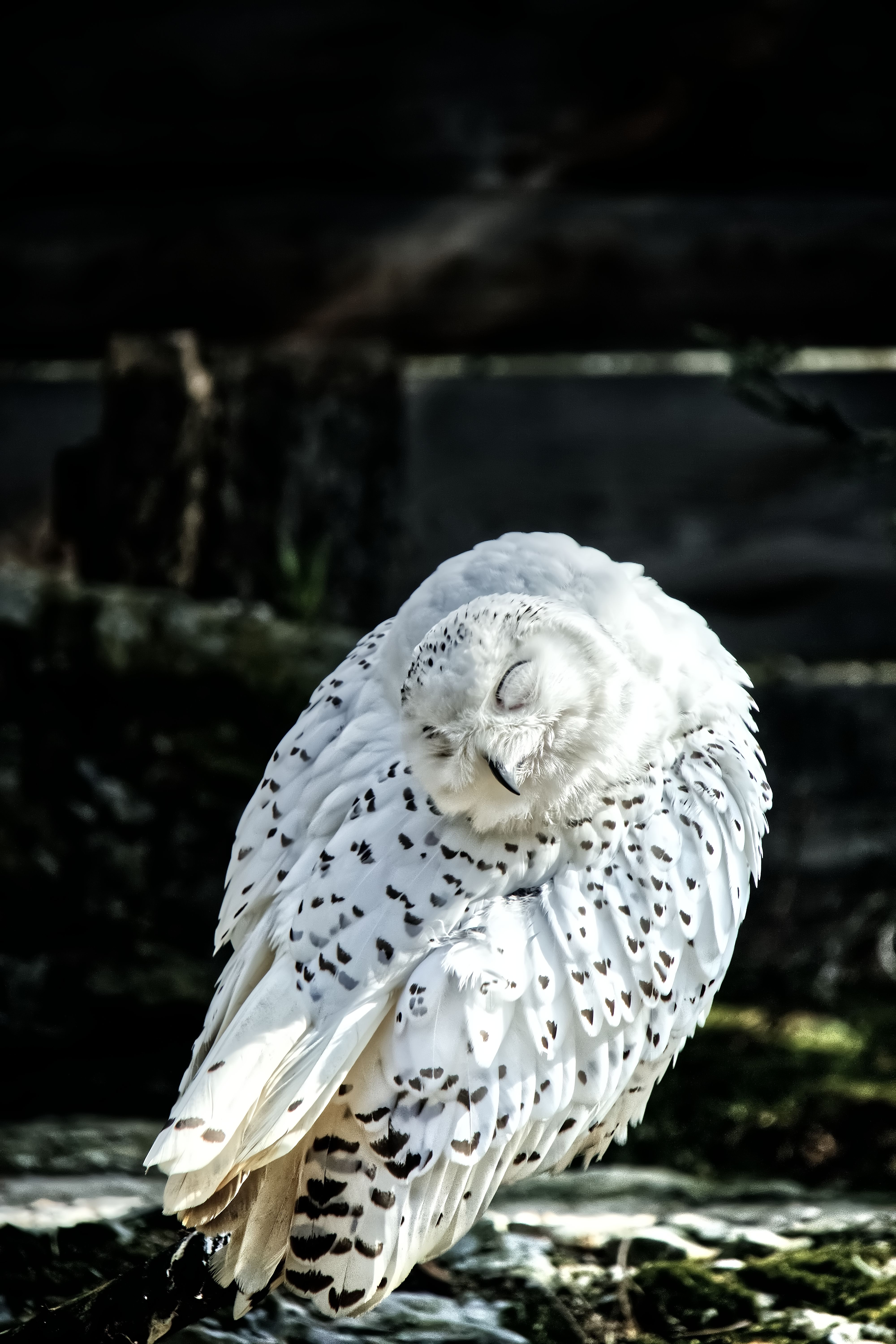 Chouette Des Neiges Photos, Download The BEST Free Chouette Des Neiges ...