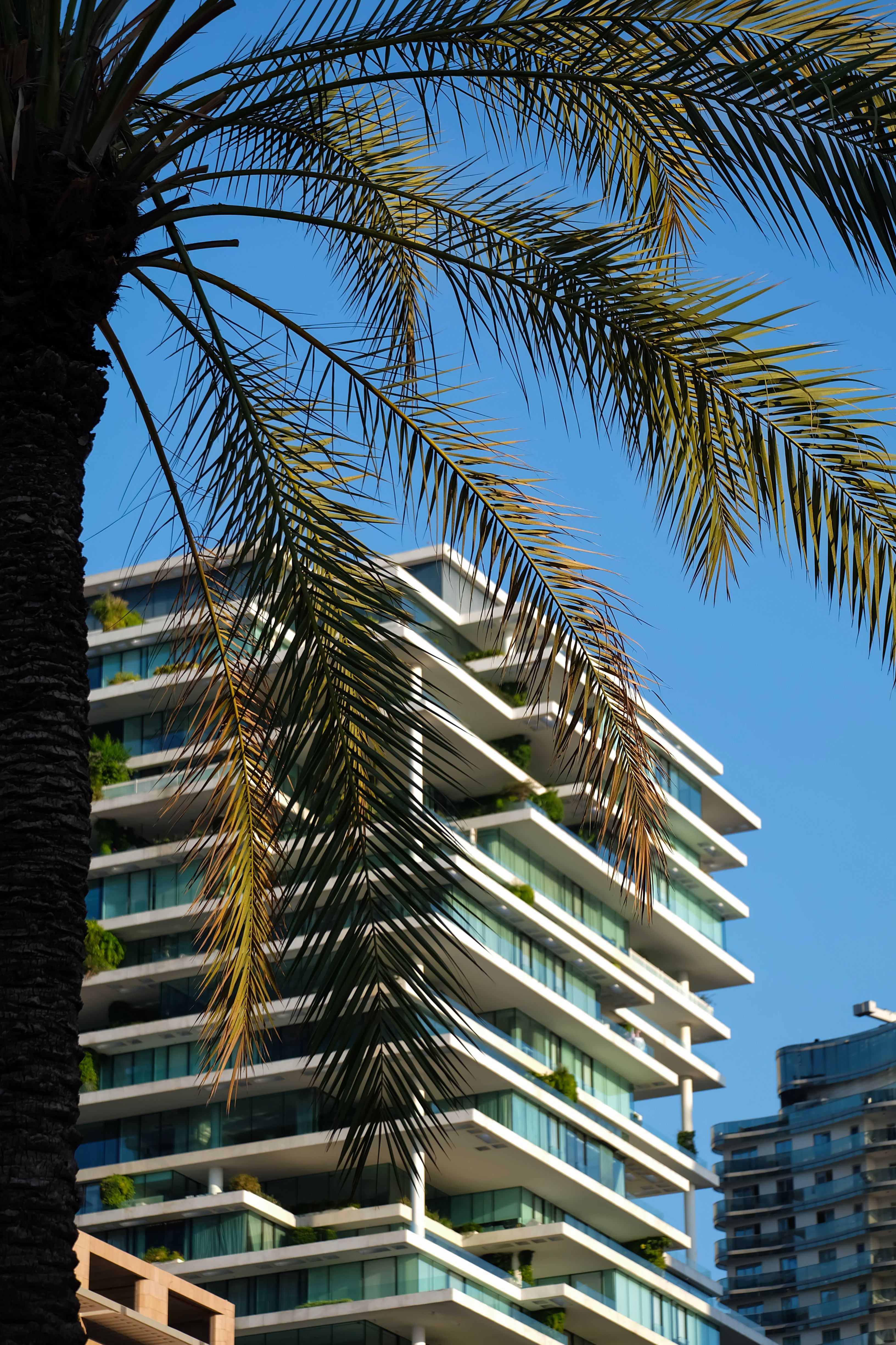 Modern Urban Architecture with Palm Tree · Free Stock Photo
