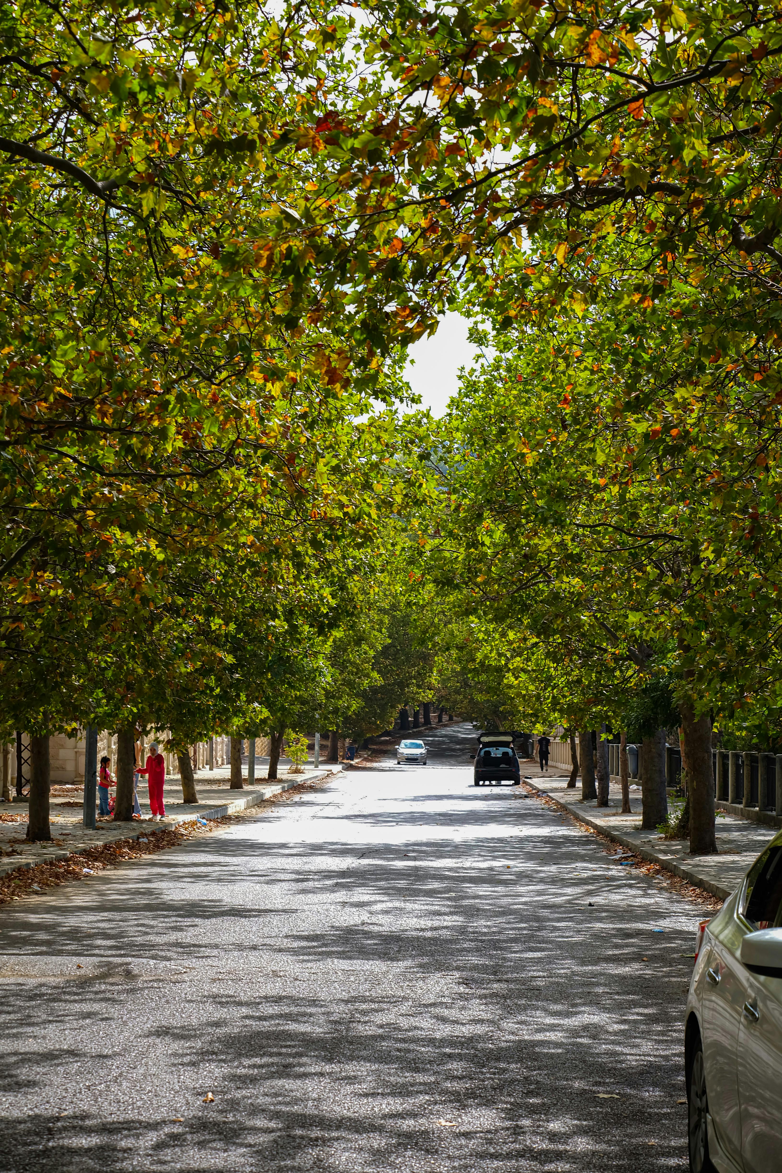 Tree-Lined Urban Street in Late Summer · Free Stock Photo