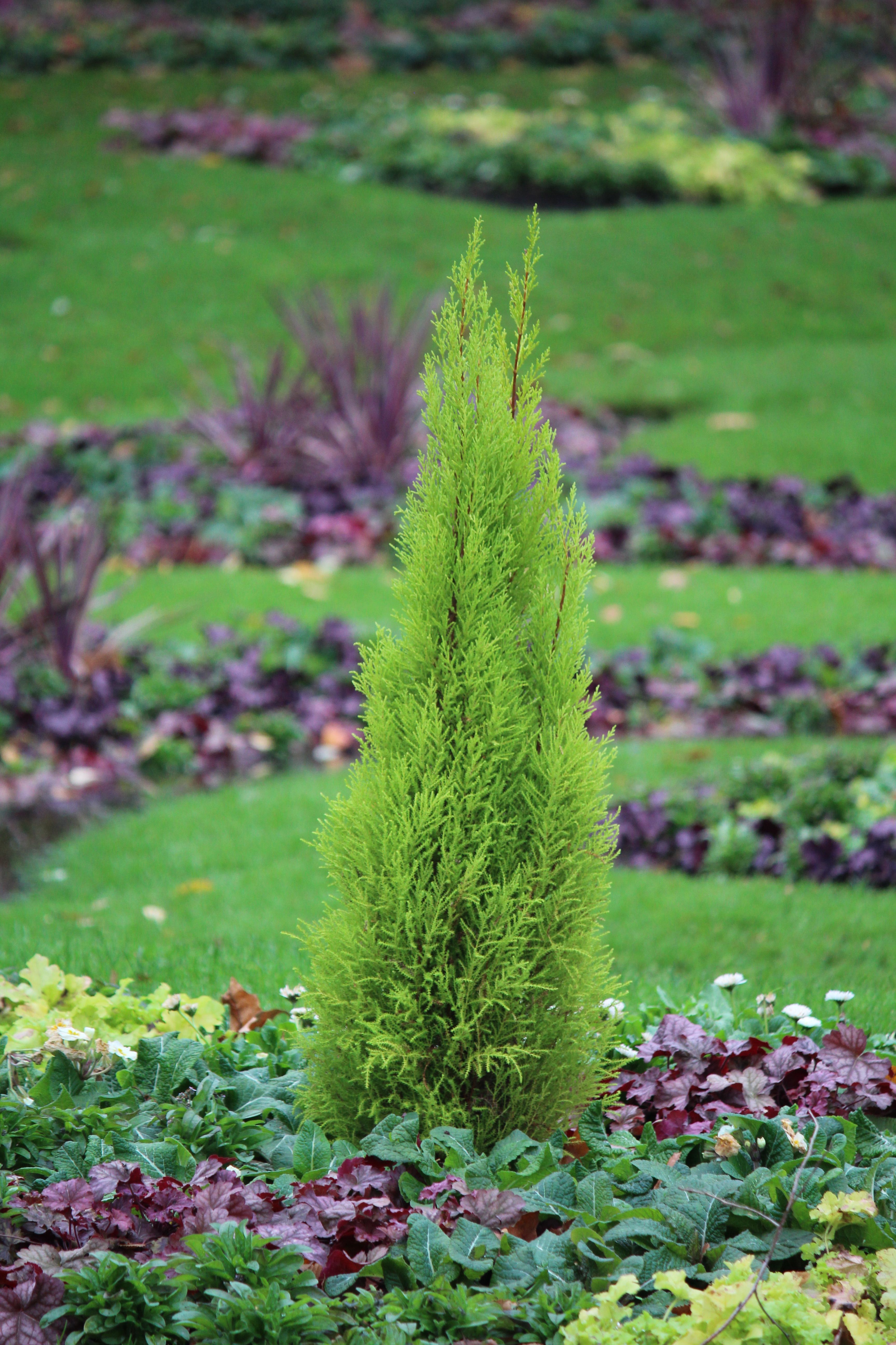 Vibrant Green Conifer in Manicured Garden · Free Stock Photo