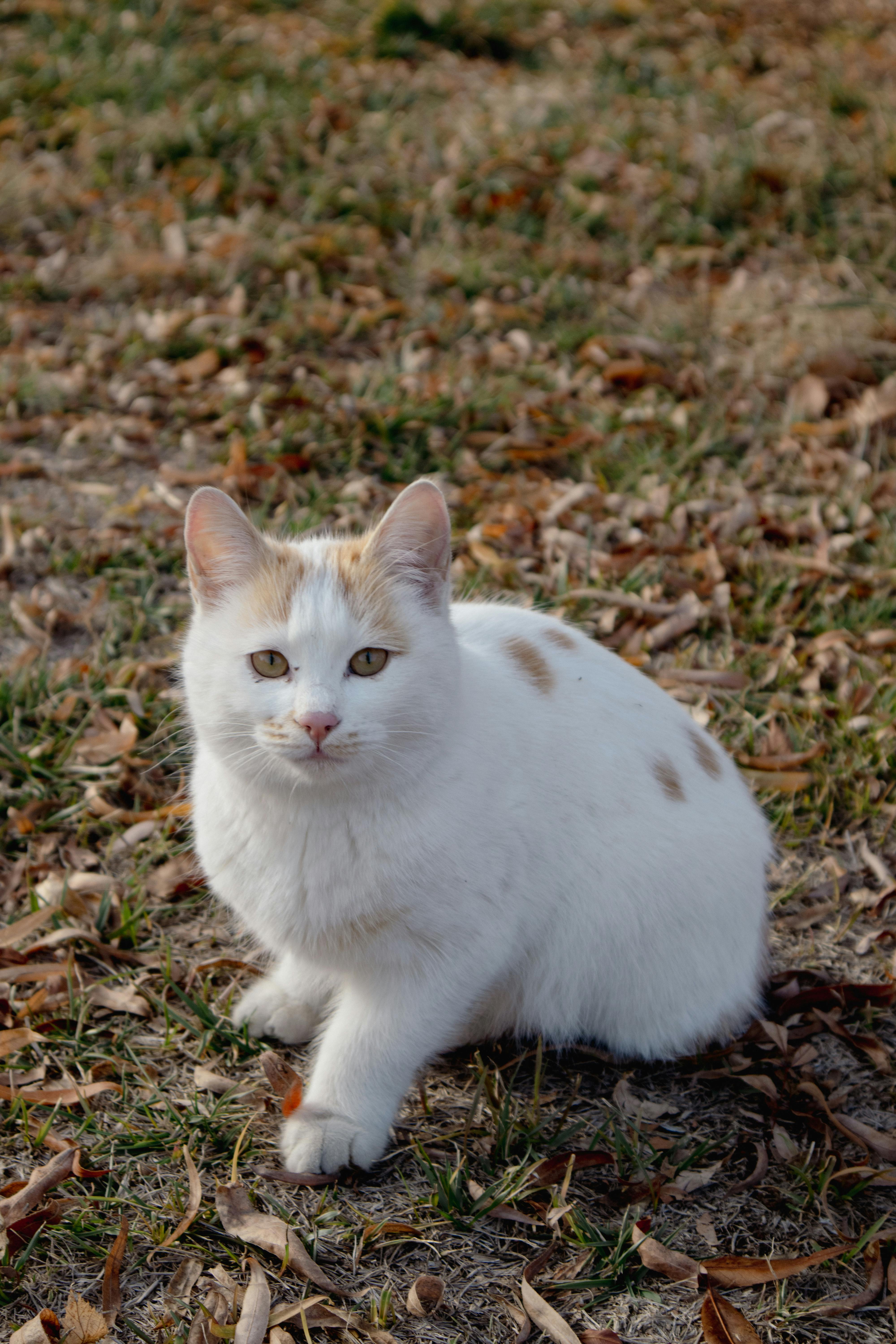 White Cat in Autumn Leafy Field · Free Stock Photo