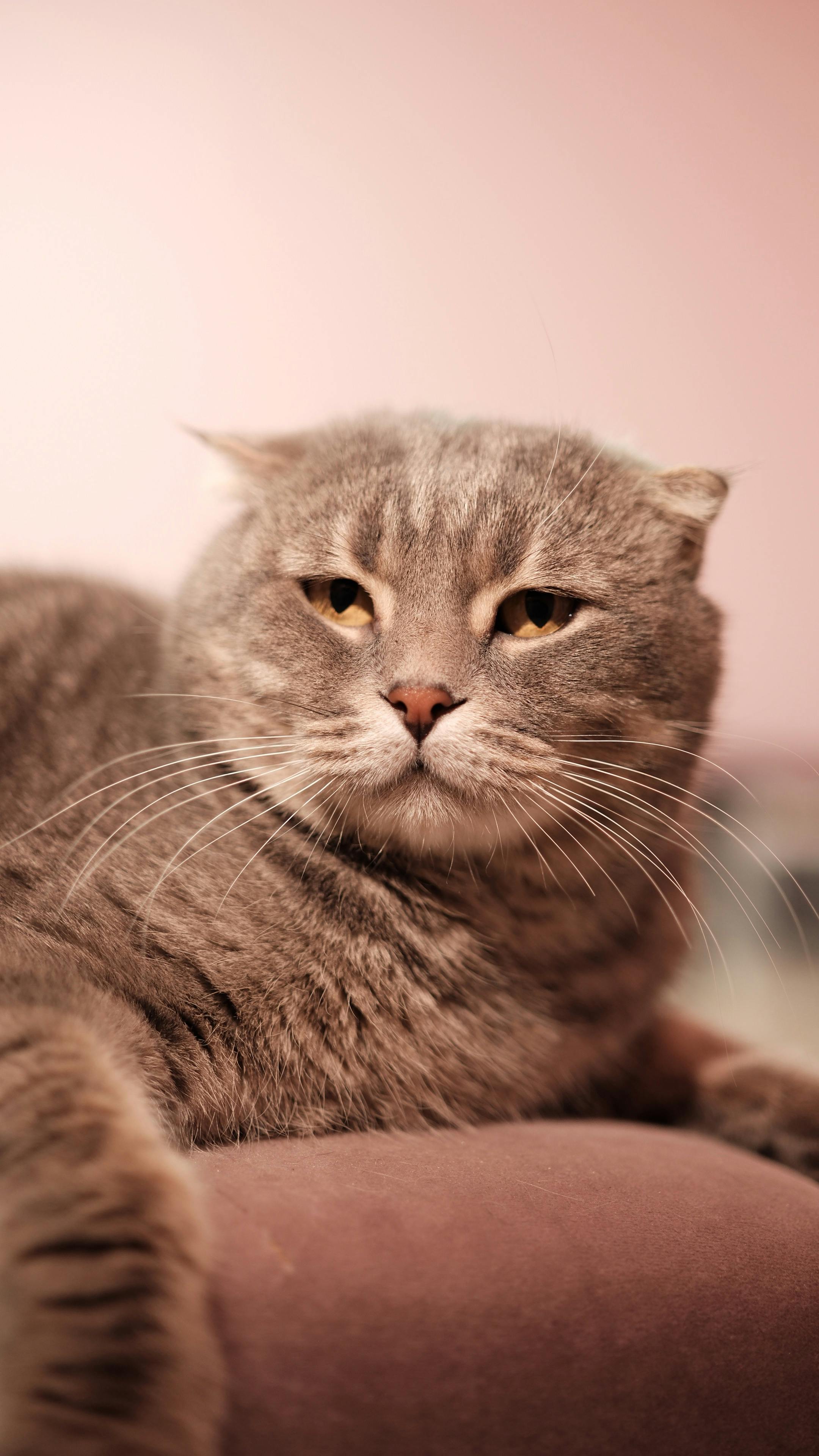 Stressed With Animal Photos, Download The BEST Free Stressed With ...