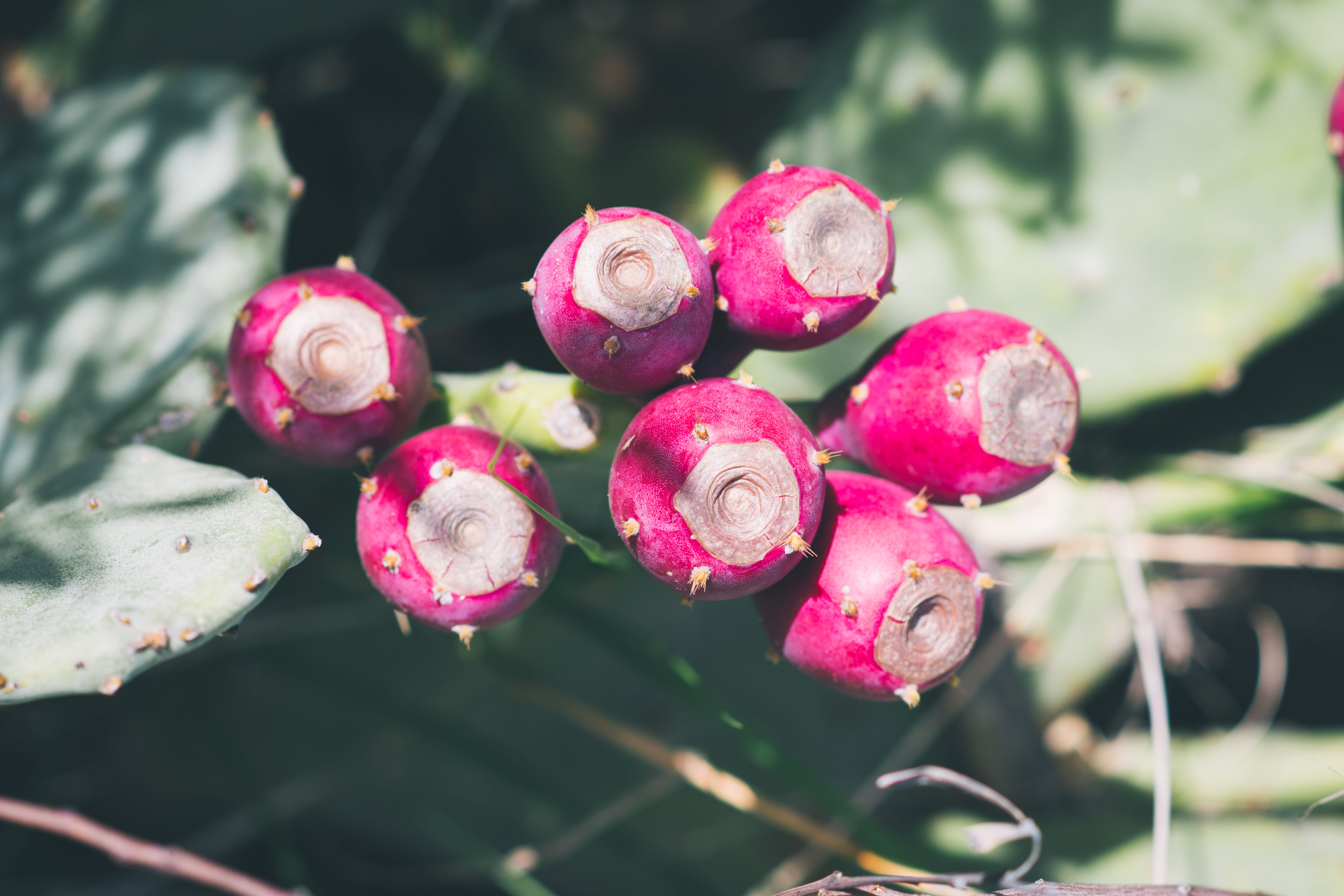 Primer Plano De La Fruta Del Cactus Tuna A La Luz Del Sol · Foto de ...