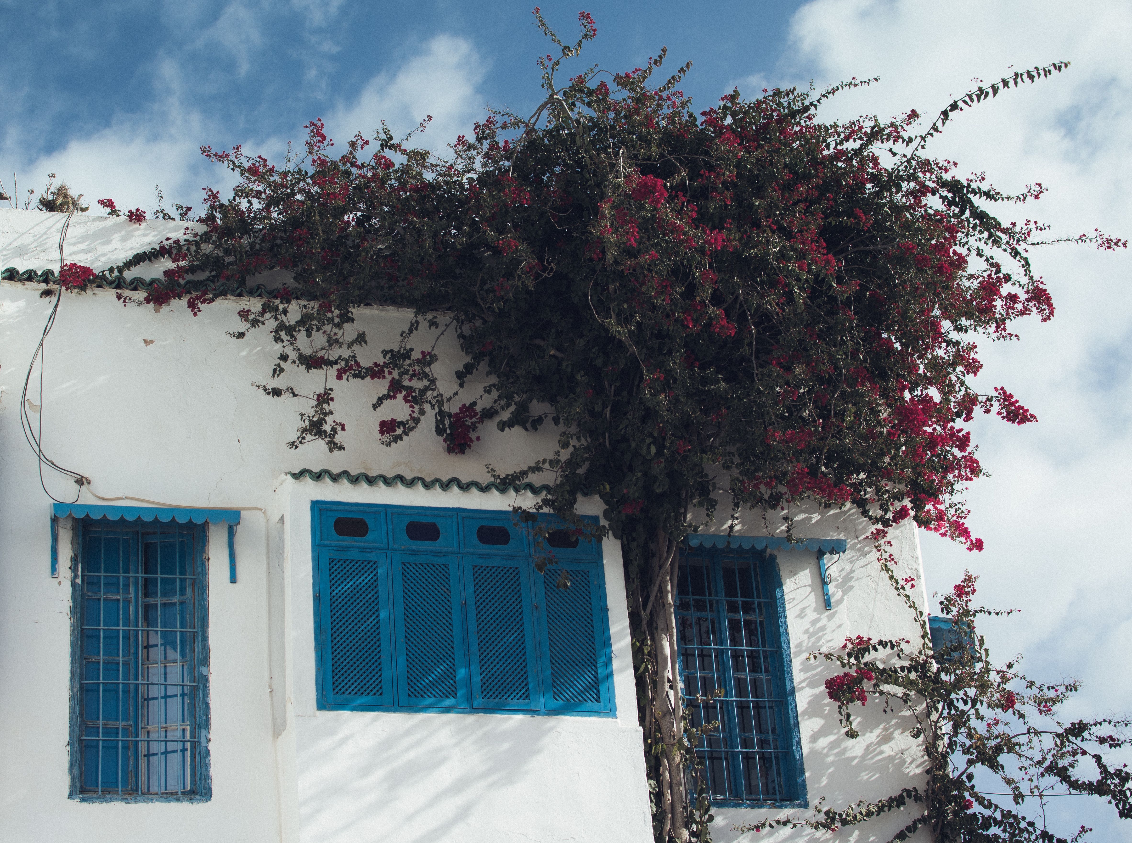 Traditional Tunisian House with Vibrant Bougainvillea · Free Stock Photo