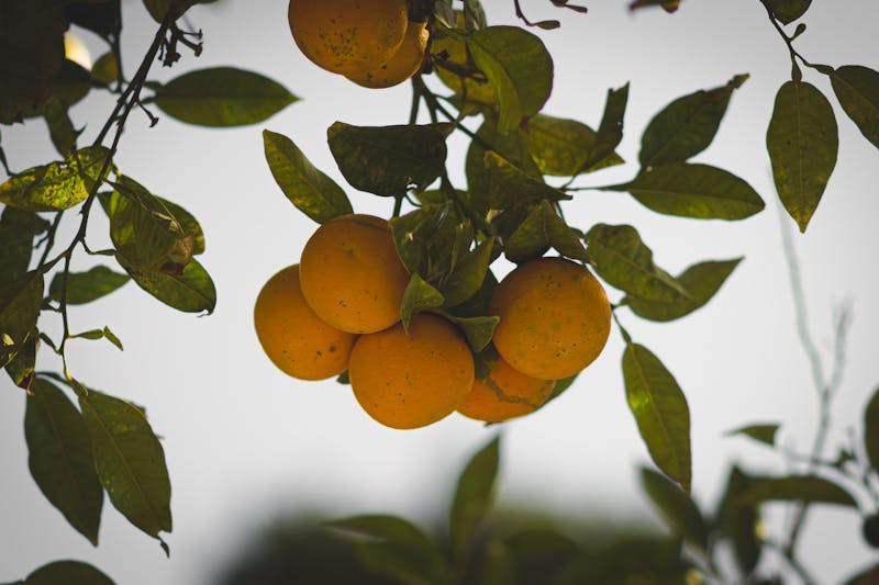 Orange Tree Photos, Download The BEST Free Orange Tree Stock Photos ...