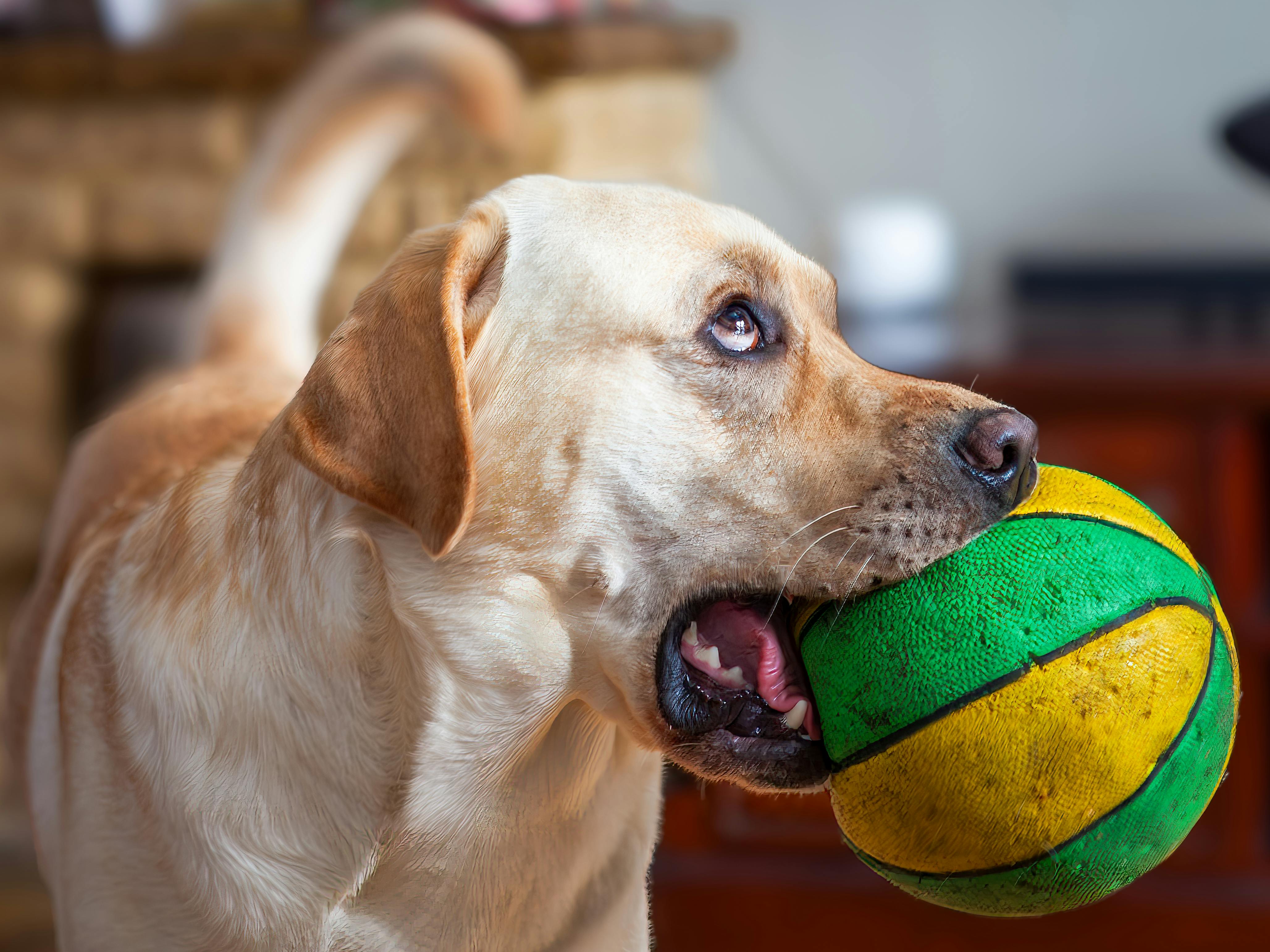 Playful Labrador Retriever with Green Ball · Free Stock Photo