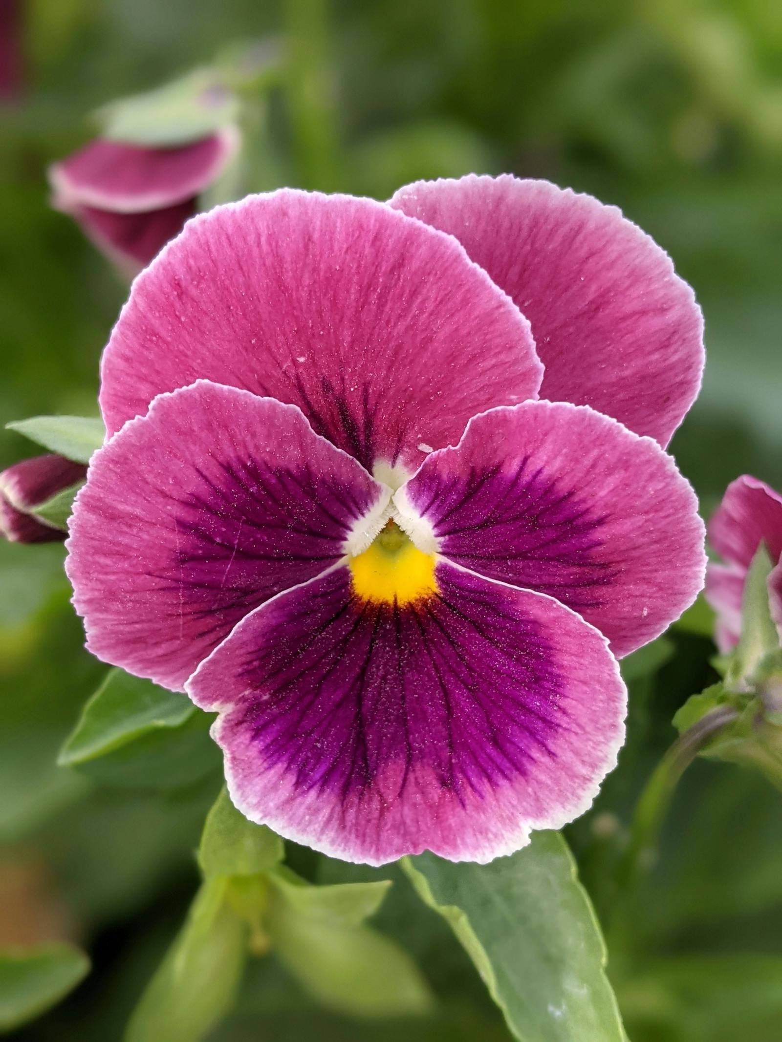 Pink Screensaver Photos, Download The BEST Free Pink Screensaver Stock ...