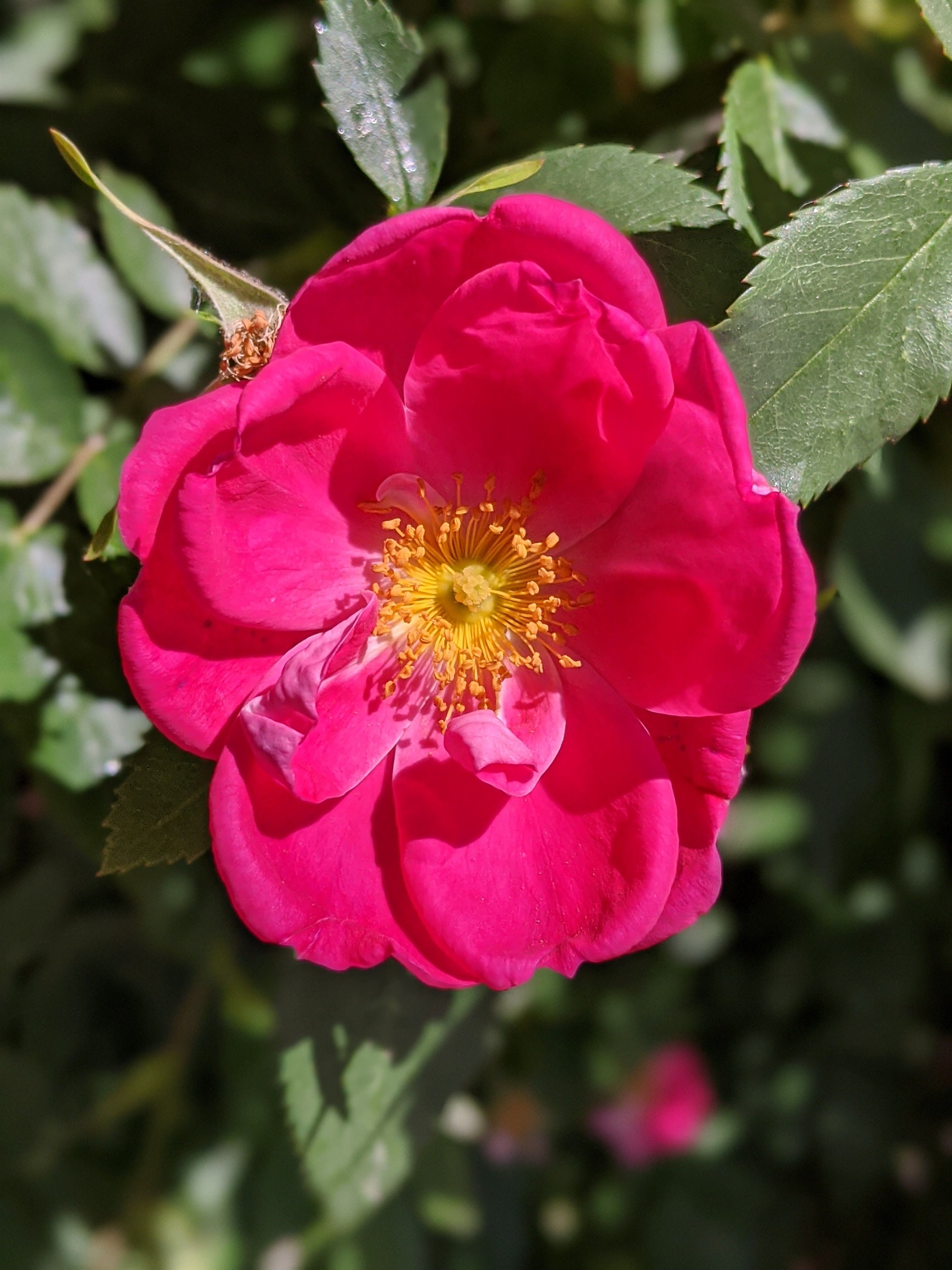 Palma Rosa Photos, Download The BEST Free Palma Rosa Stock Photos & HD ...