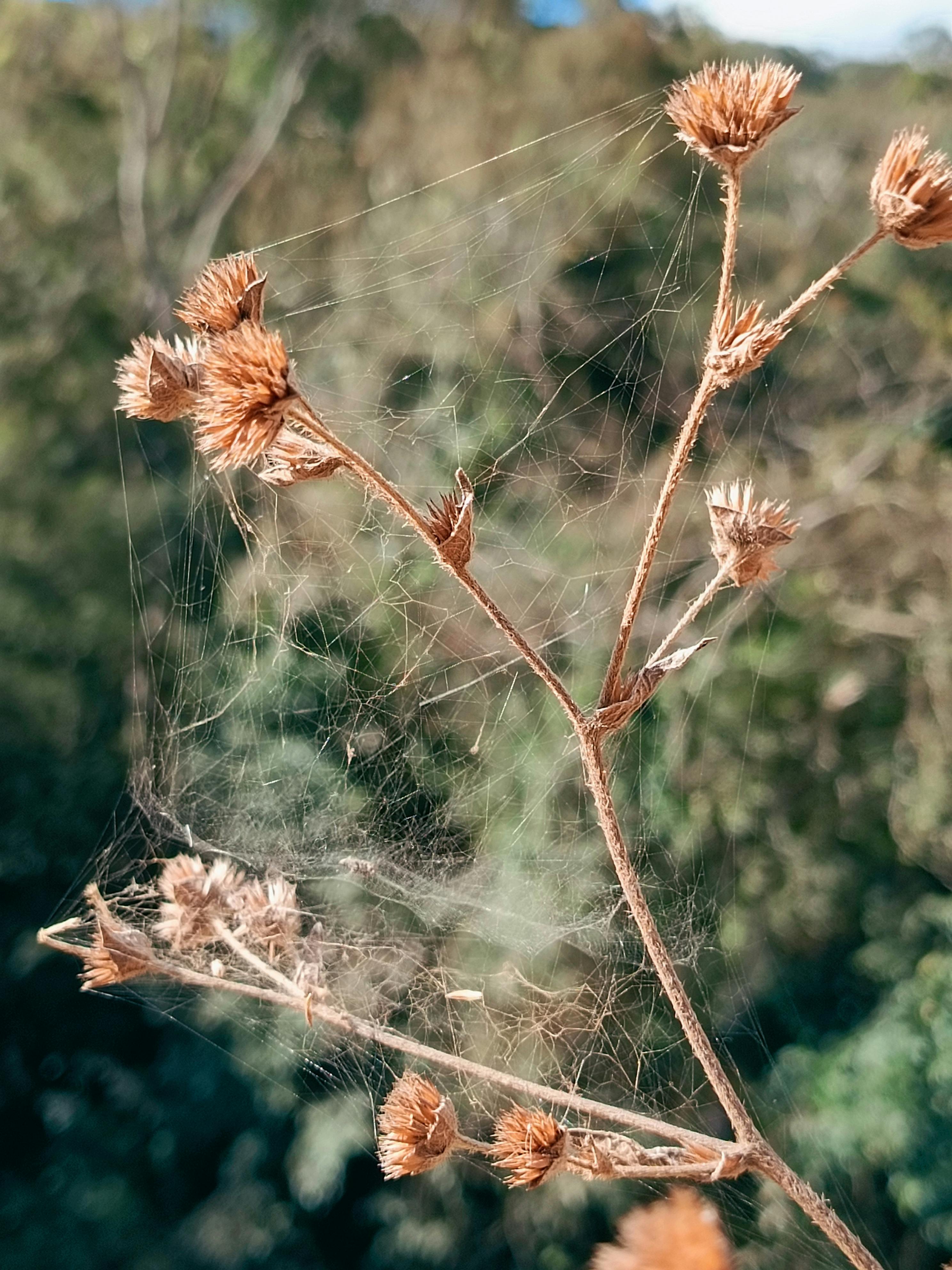 Dried Plant with Spider Web in Natural Setting · Free Stock Photo