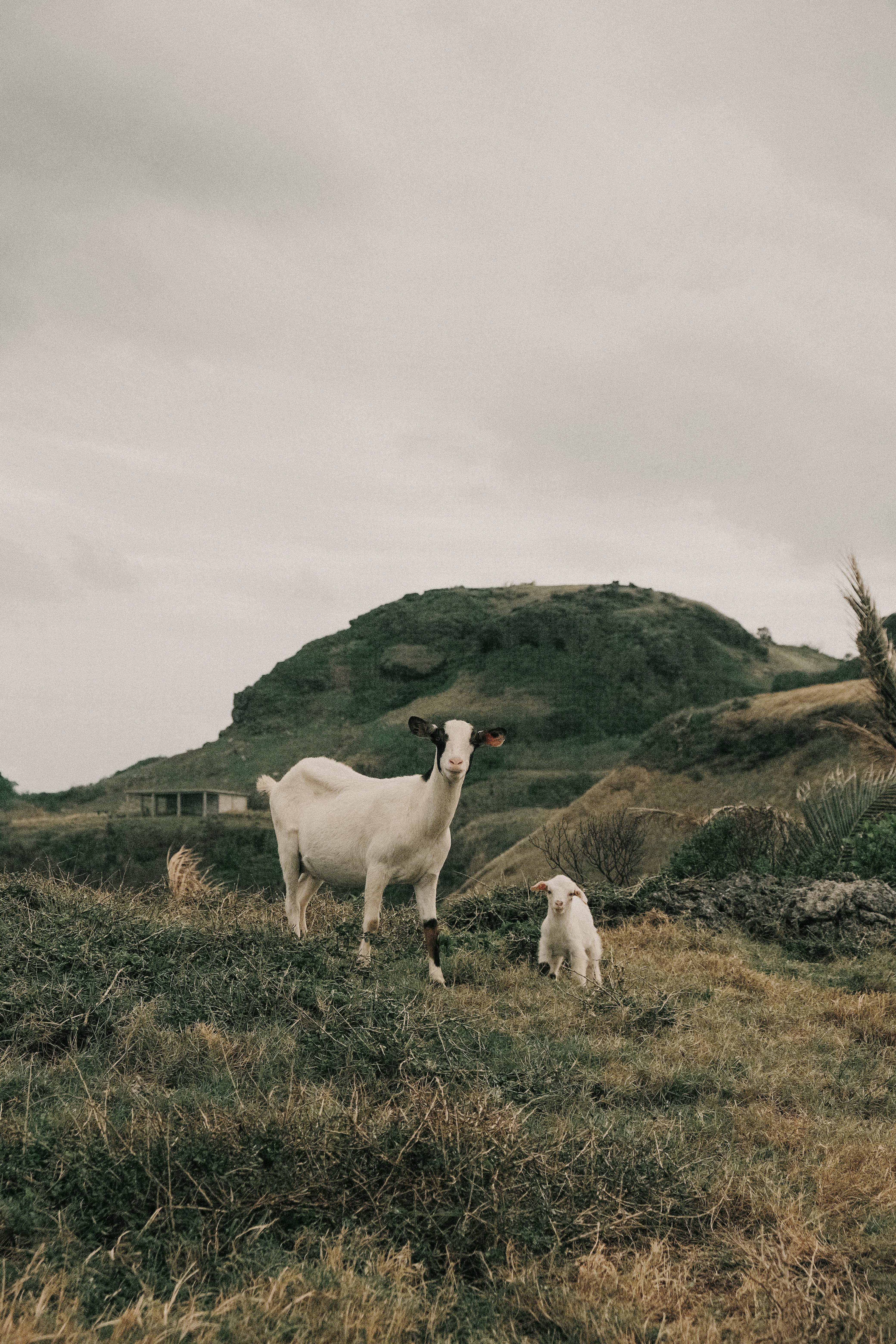 Animals Philippines Photos, Download The BEST Free Animals Philippines ...