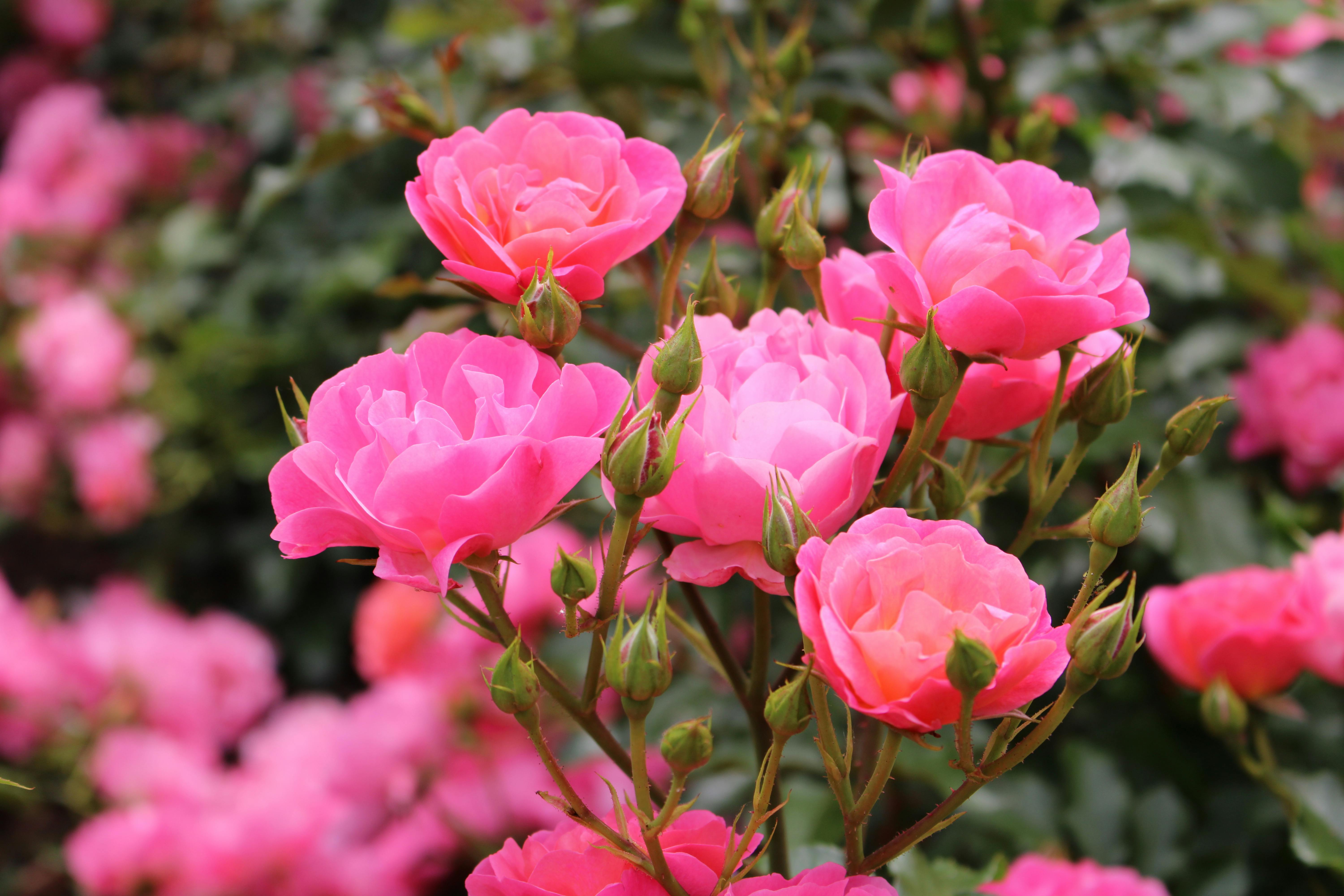 Vibrant Pink Roses in Bloom Outdoors · Free Stock Photo