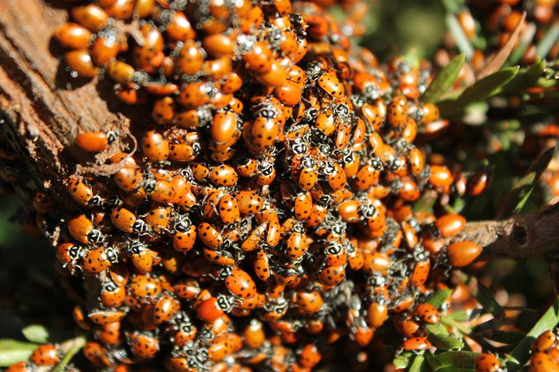 Ladybugs Photos, Download The BEST Free Ladybugs Stock Photos & HD Images