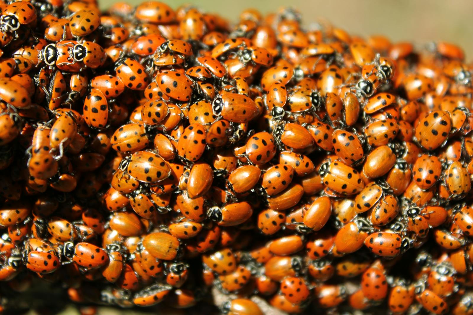 Ladybugs Photos, Download The BEST Free Ladybugs Stock Photos & HD Images