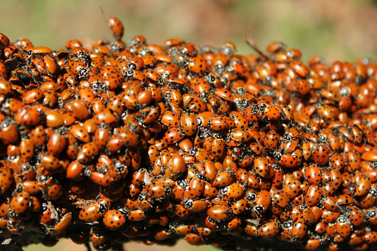Ladybugs Photos, Download The BEST Free Ladybugs Stock Photos & HD Images