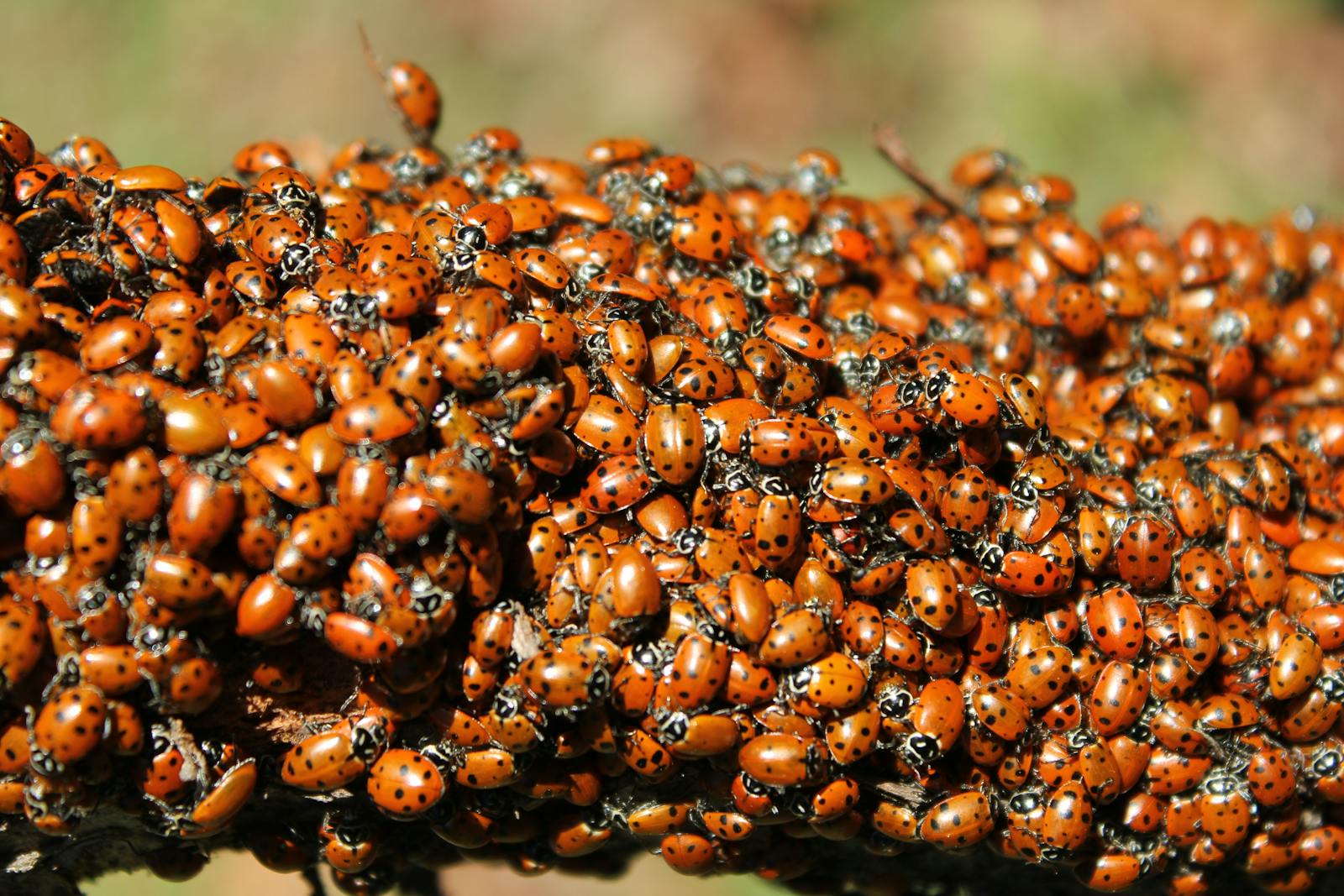 Ladybugs Photos, Download The BEST Free Ladybugs Stock Photos & HD Images
