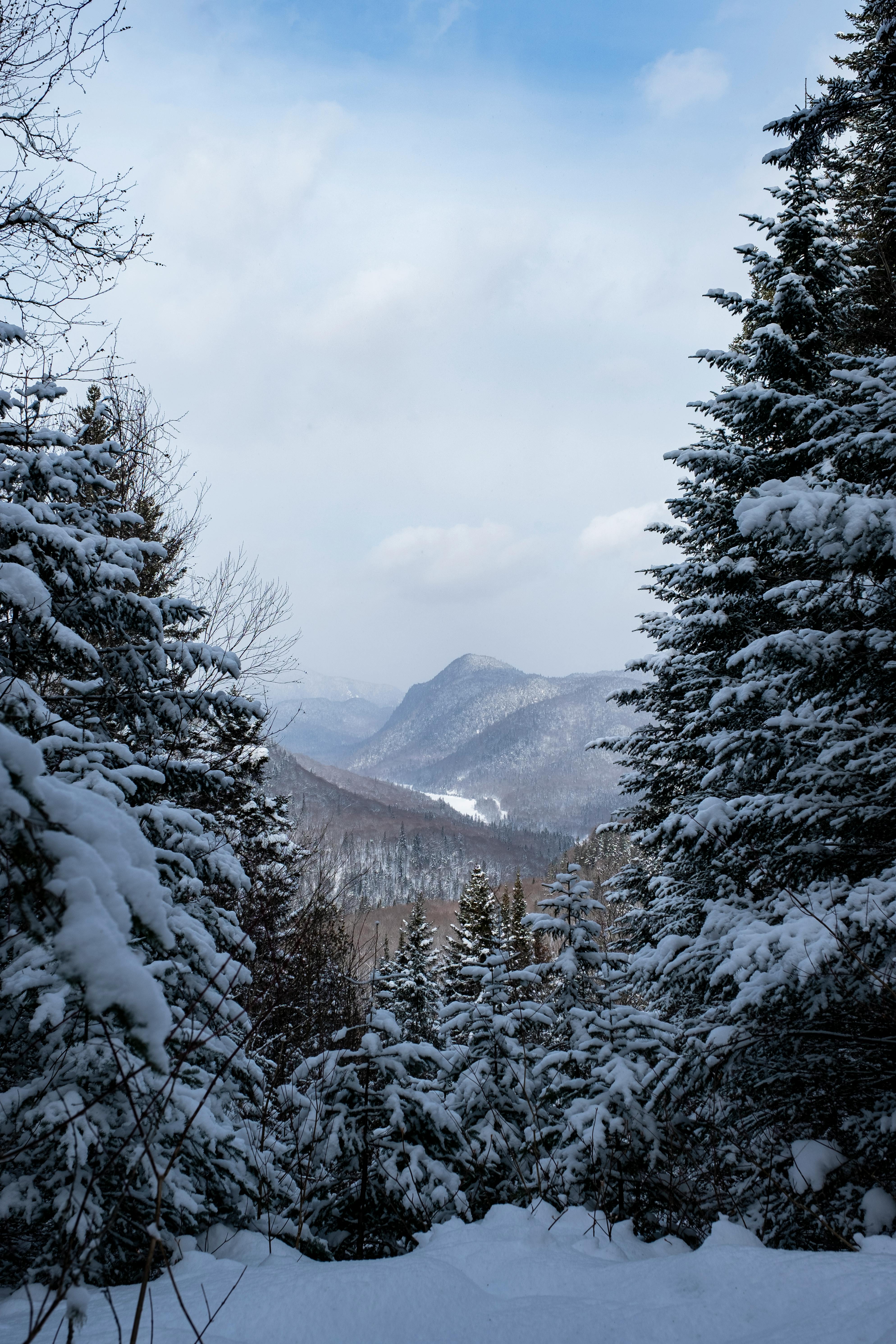 Snowy Forest Mountains in Québec Landscape · Free Stock Photo