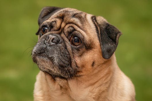 What Does a Puggle Look Like: Traits and Features Explained