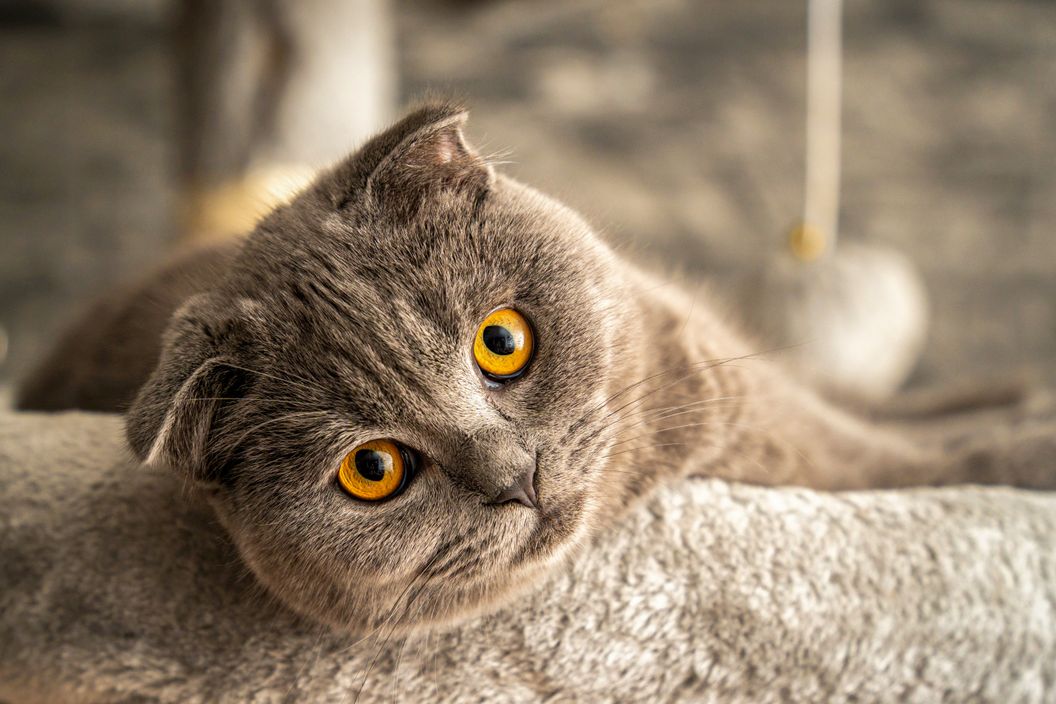 Exploring Types of Cat Eyes: Color, Pattern, and Structure