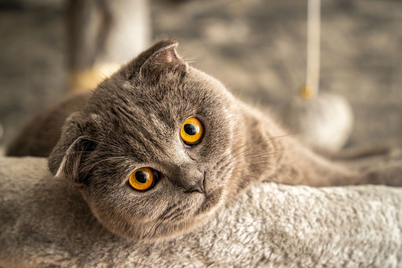 Exploring Types of Cat Eyes: Color, Pattern, and Structure