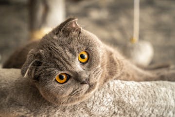 Exploring Types of Cat Eyes: Color, Pattern, and Structure