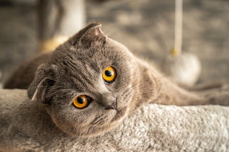 Exploring Types of Cat Eyes: Color, Pattern, and Structure