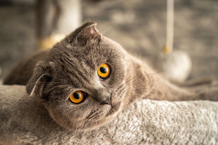 Exploring Types of Cat Eyes: Color, Pattern, and Structure