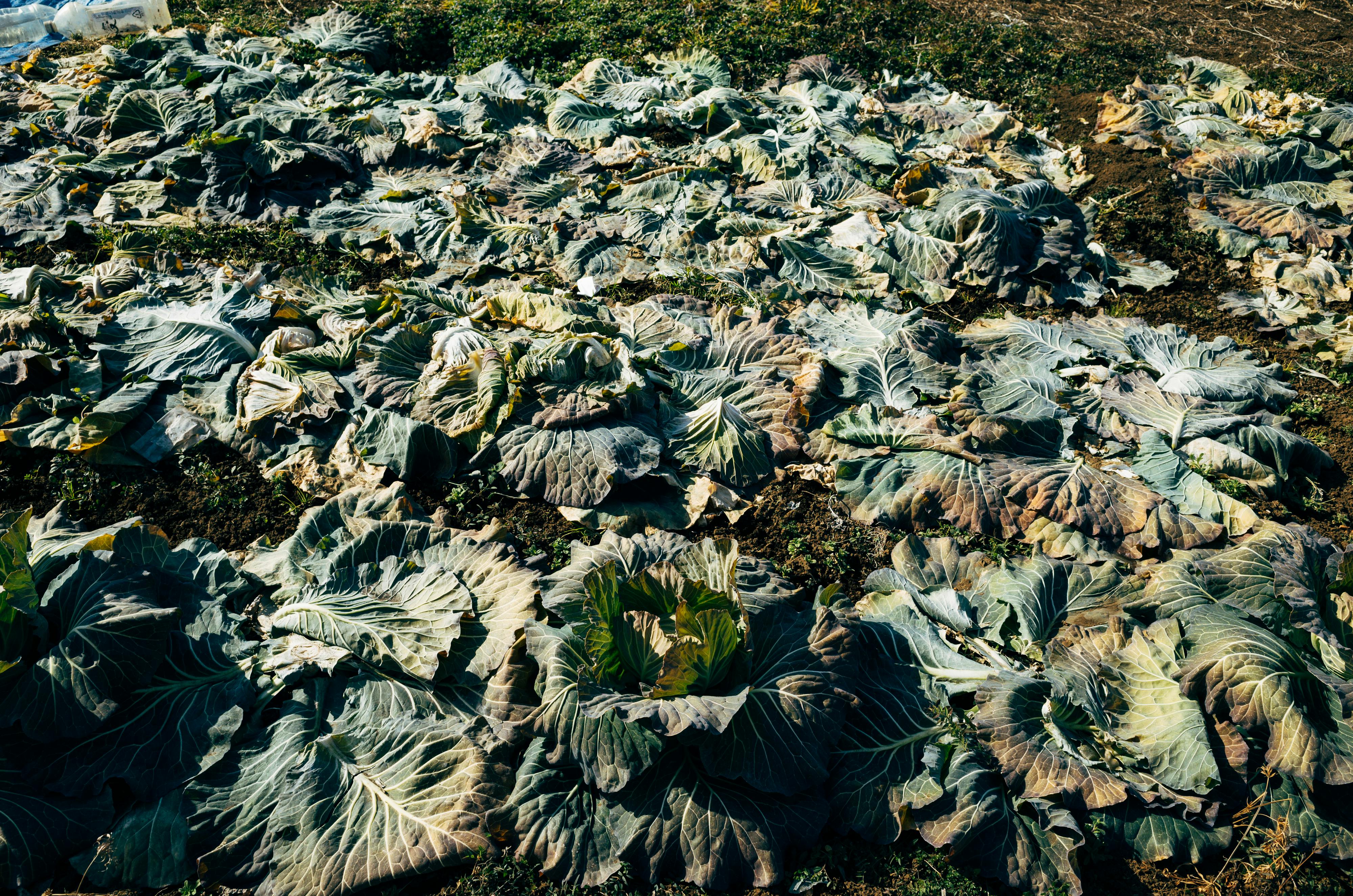 Cabbage on Field · Free Stock Photo