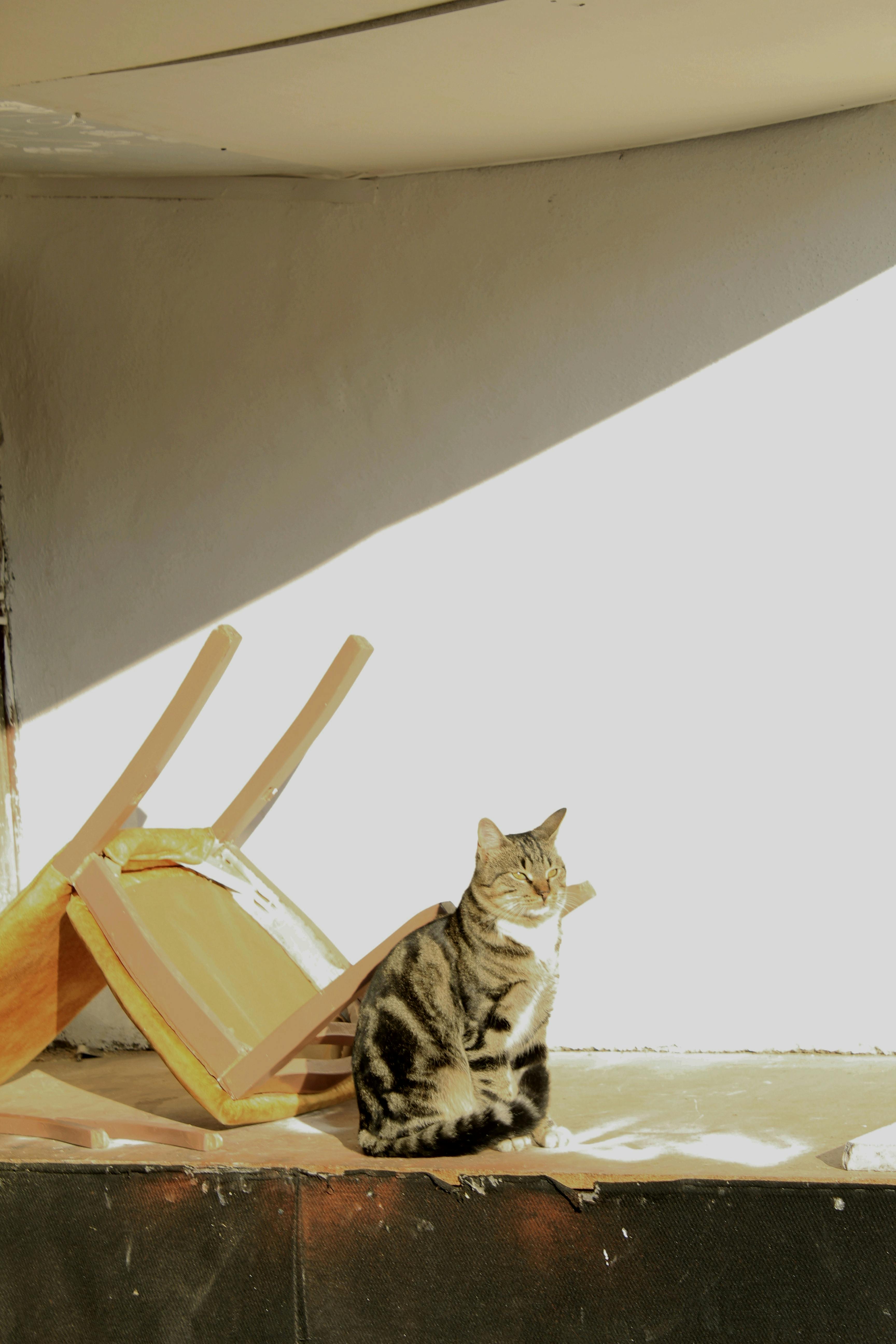 Overturned Chair Photos, Download The BEST Free Overturned Chair Stock ...