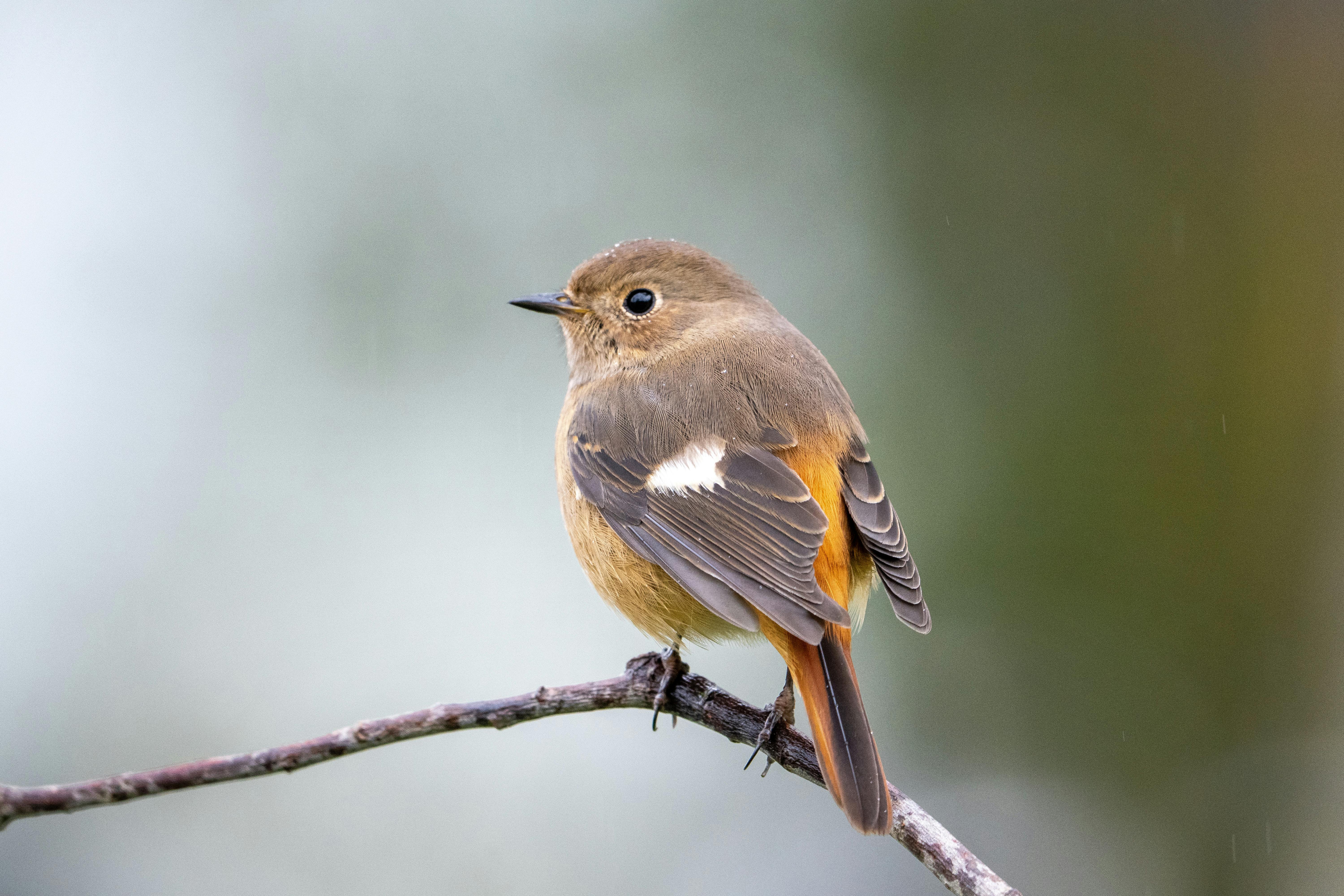 Birding Photo Photos, Download The BEST Free Birding Photo Stock Photos ...