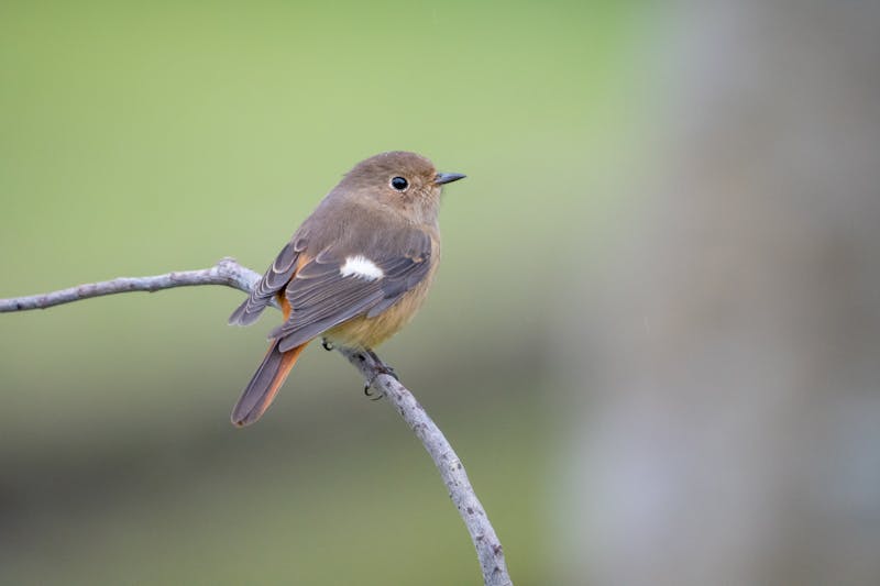 Bird No Background Photos, Download The BEST Free Bird No Background ...