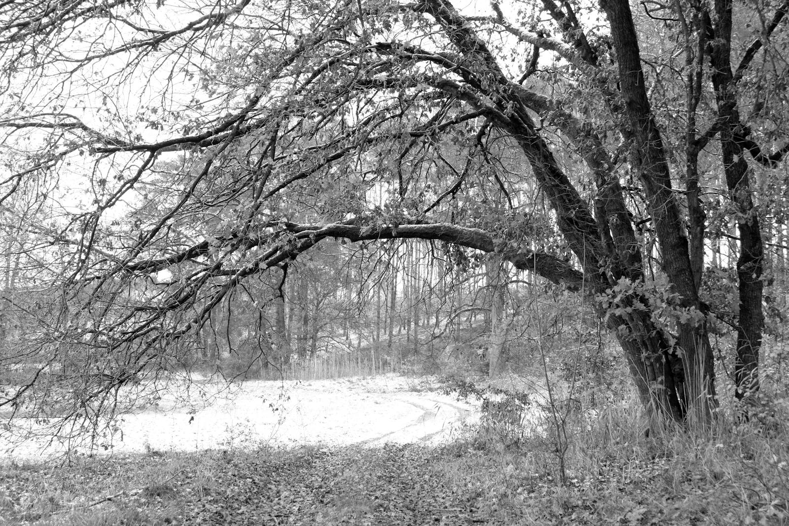 Path In Forest Photos, Download The BEST Free Path In Forest Stock ...