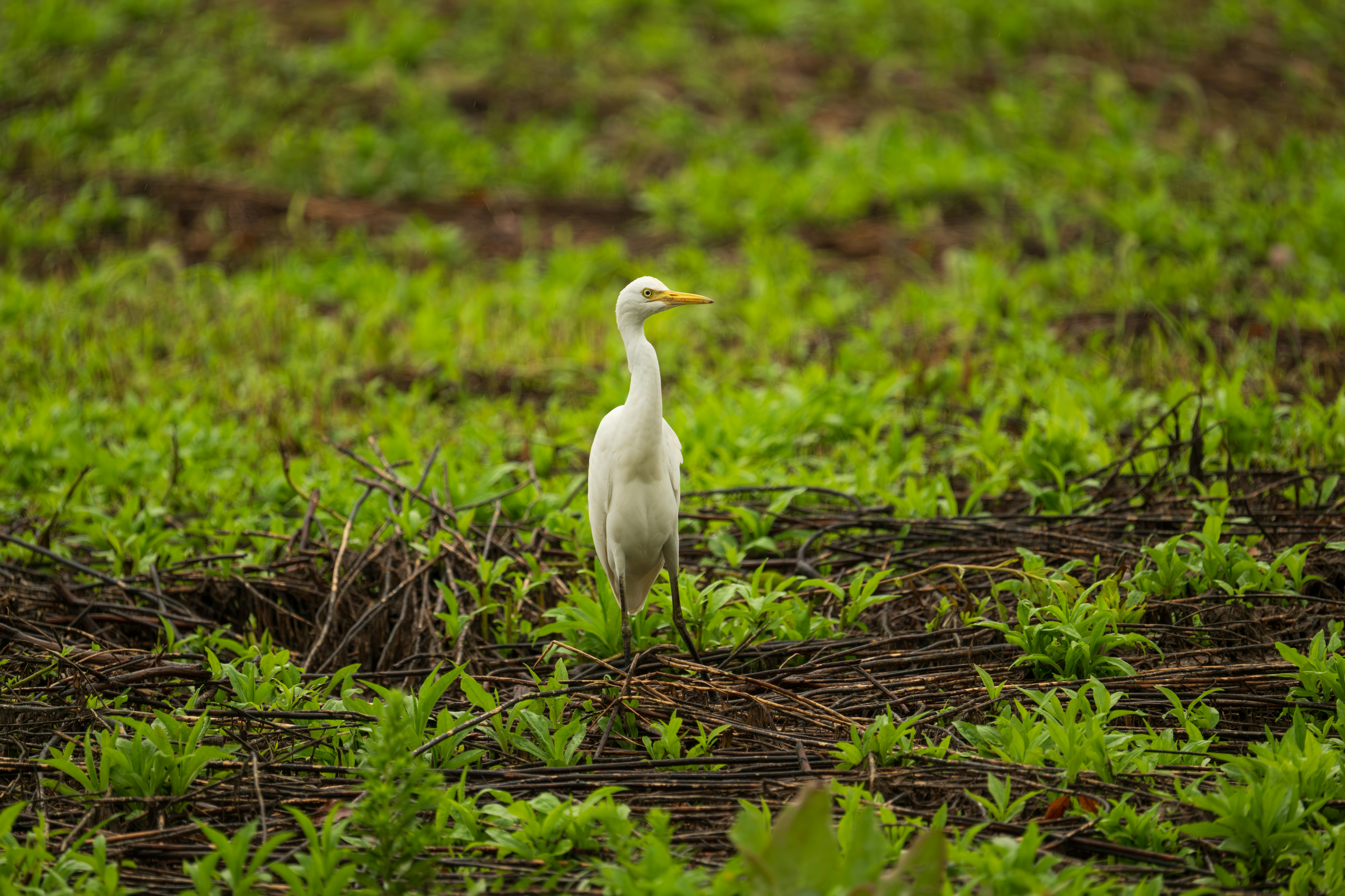 Igrit Photos, Download The BEST Free Igrit Stock Photos & HD Images