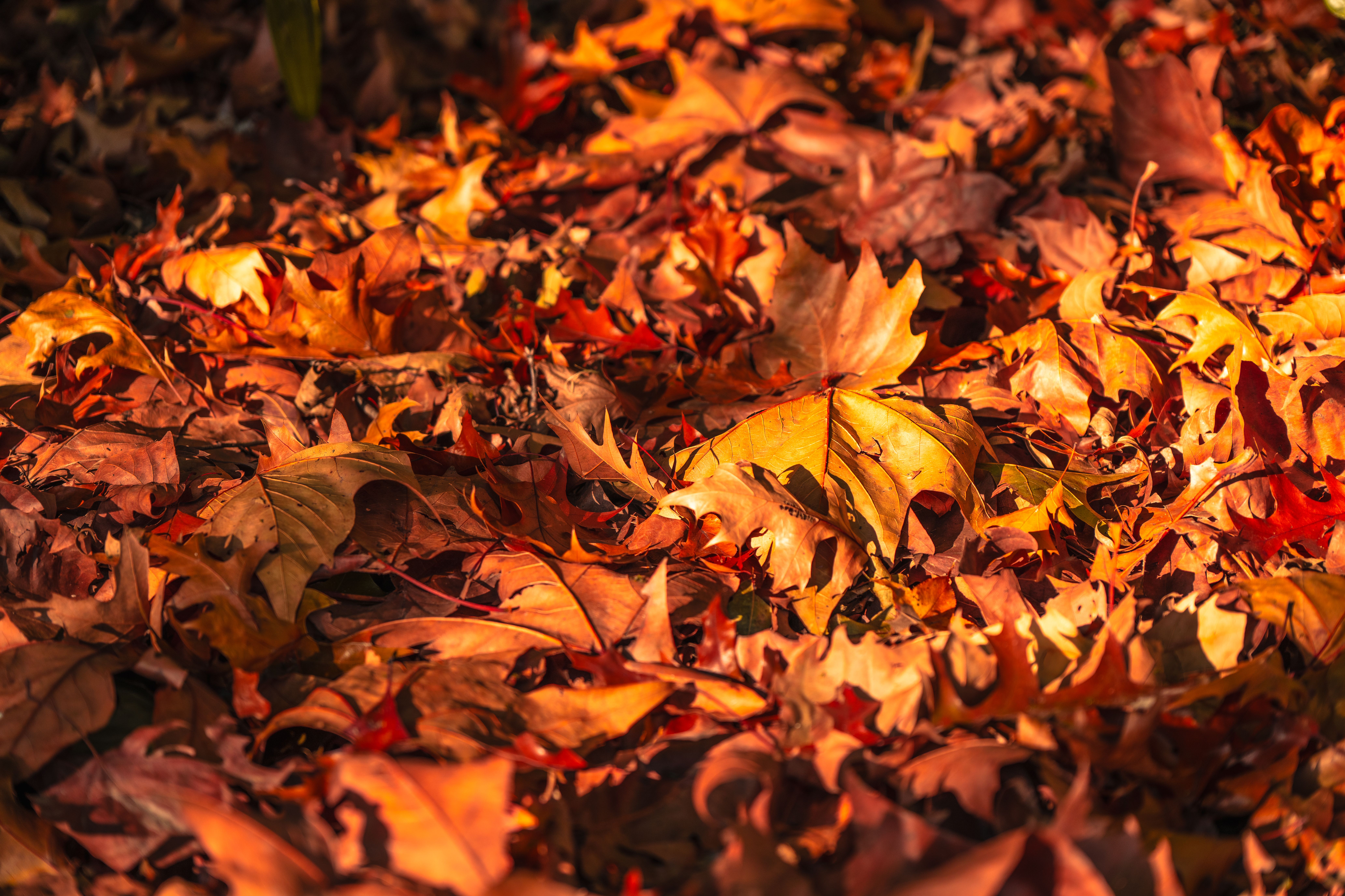Vibrant Autumn Leaves in Sunlit Forest · Free Stock Photo