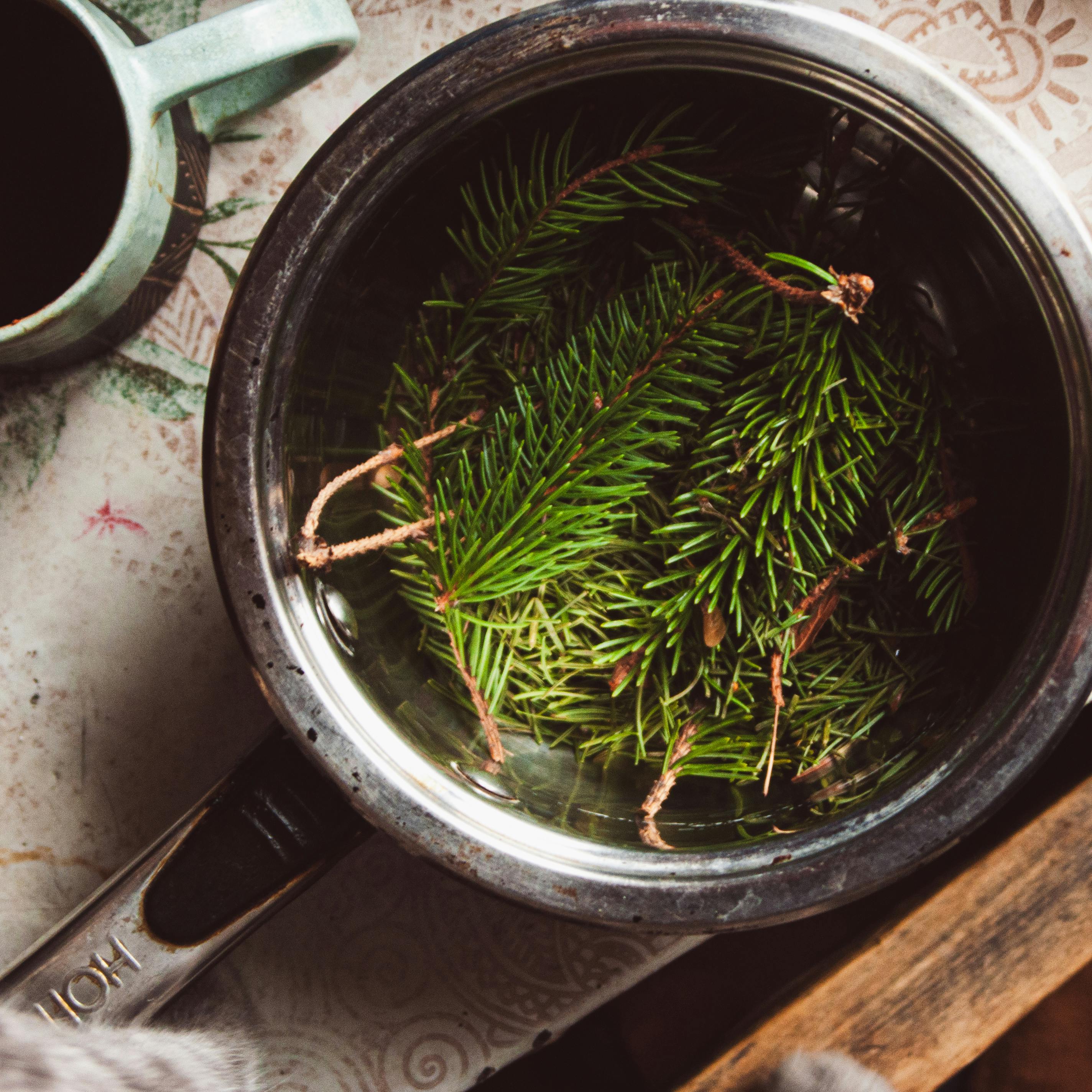 Close-up of Evergreen Tea Infusion in Saucepan · Free Stock Photo