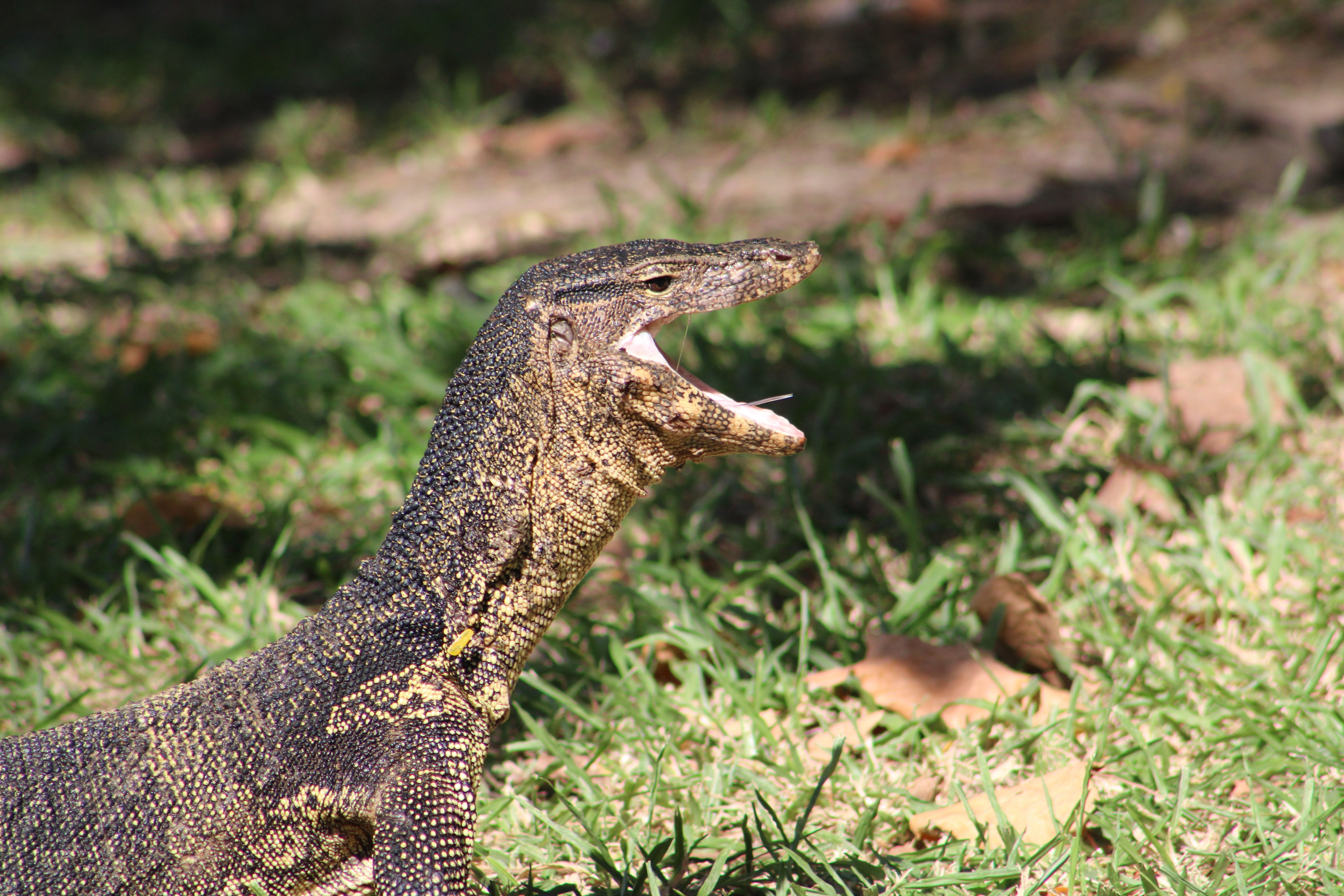 Asian Water Monitor Lizard Sunning in Bangkok Park · Free Stock Photo