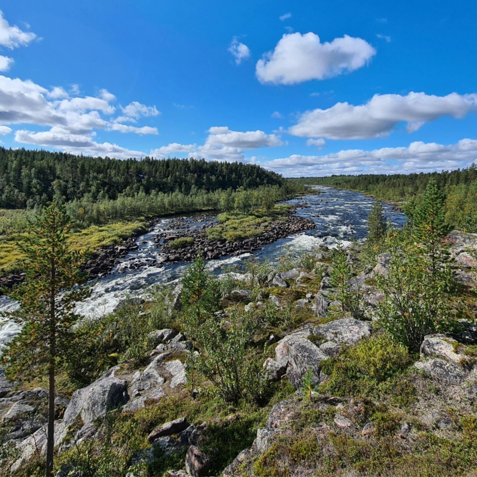 Scenic River View in Lush Forest Landscape · Free Stock Photo