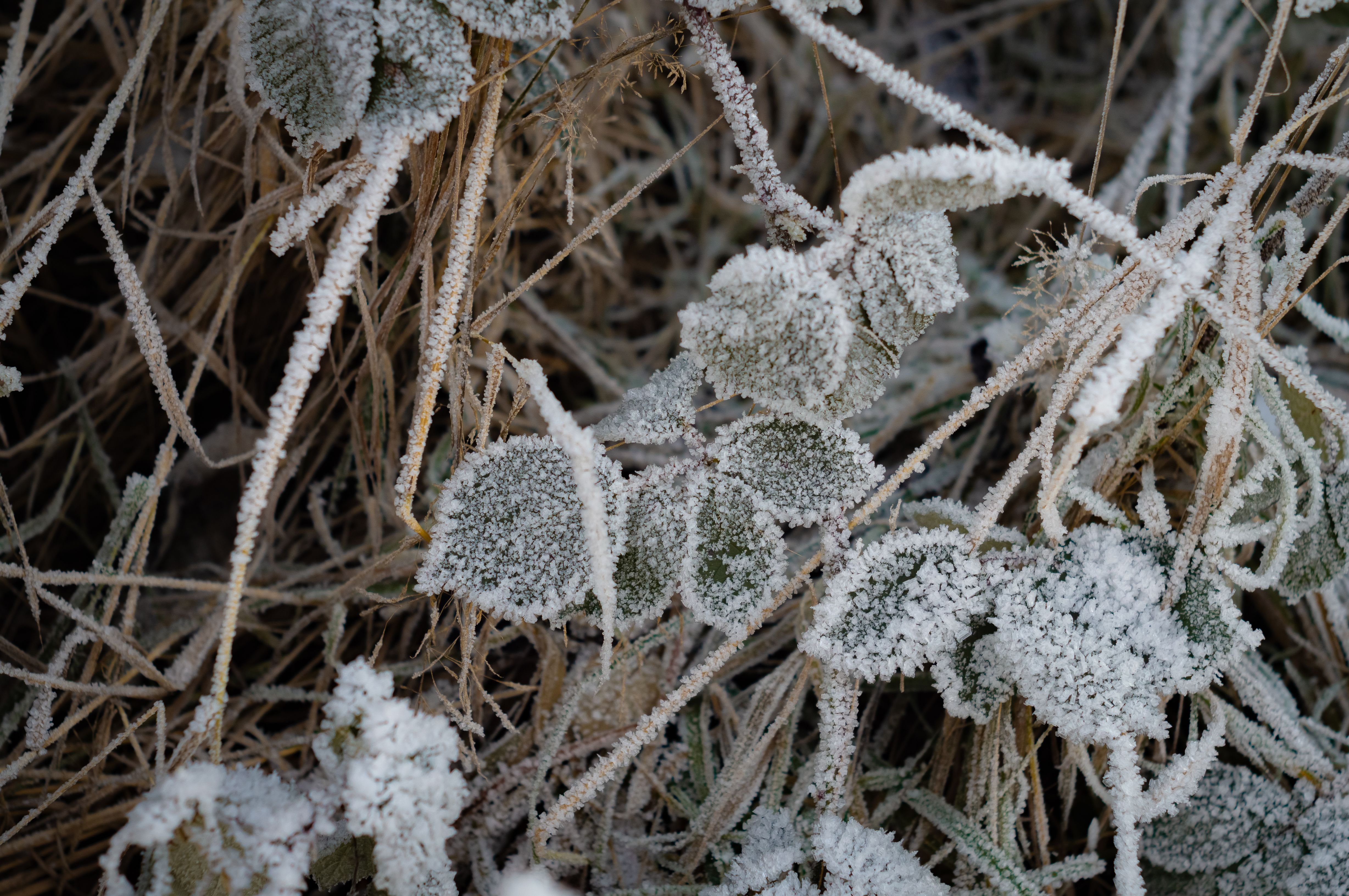 Frost-Covered Leaves in Winter Morning · Free Stock Photo