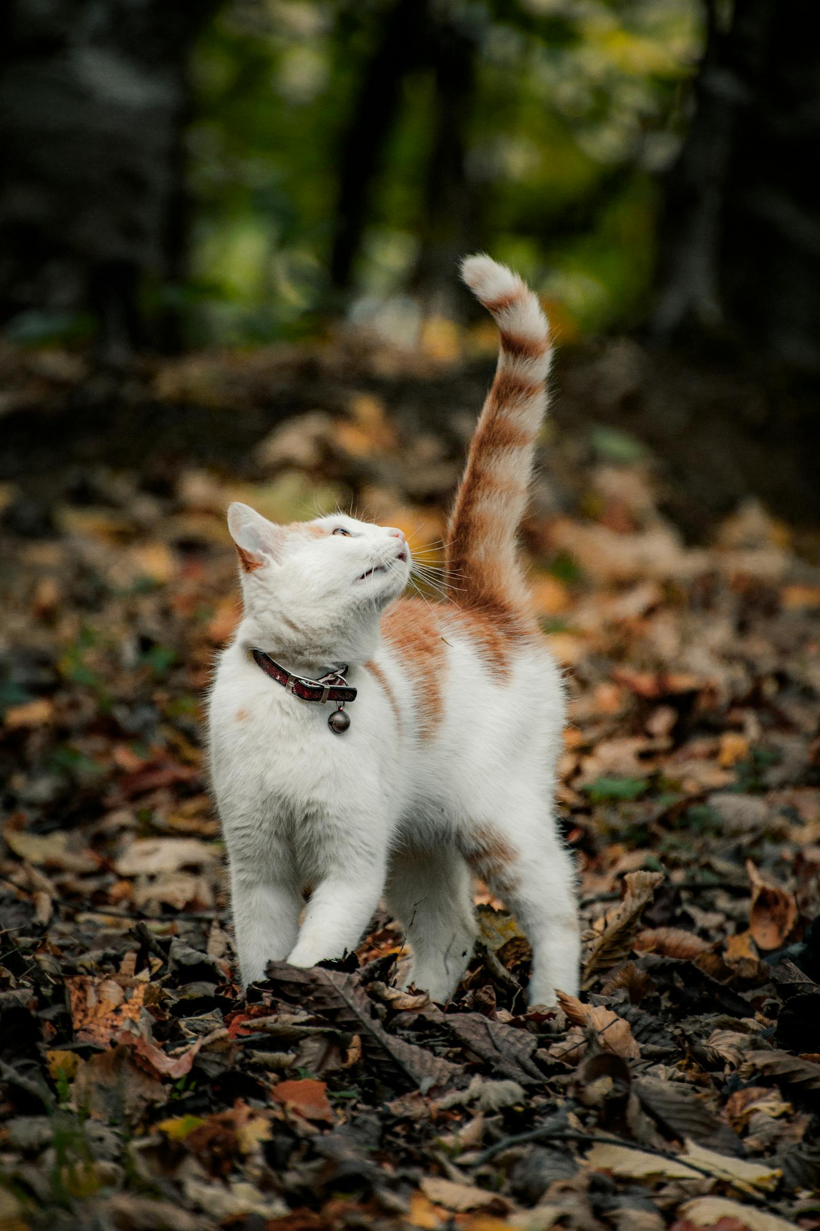 Cat Meme Wallpaper Photos, Download The BEST Free Cat Meme Wallpaper ...