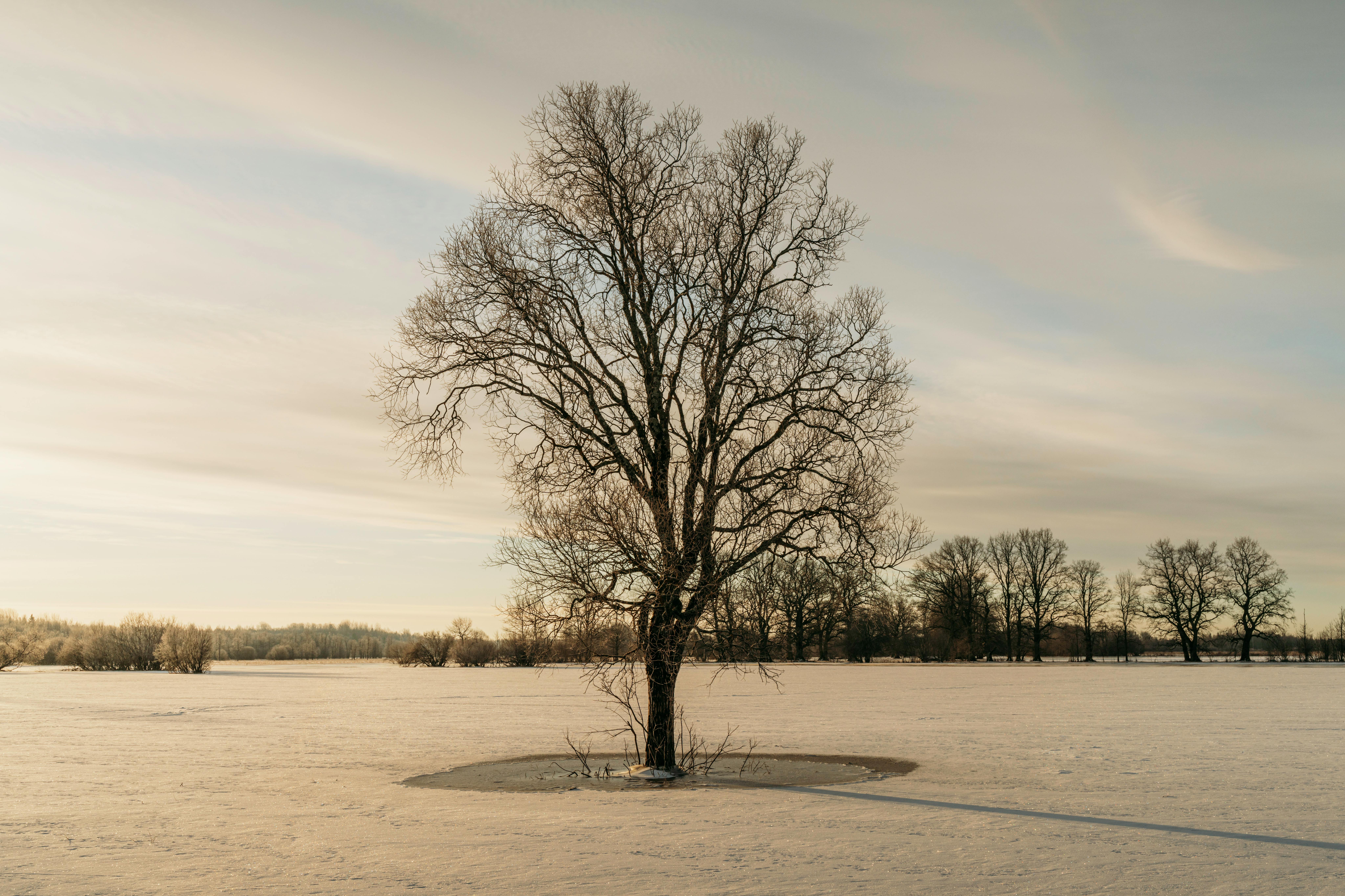 Solitary Tree in Snowy Winter Landscape · Free Stock Photo
