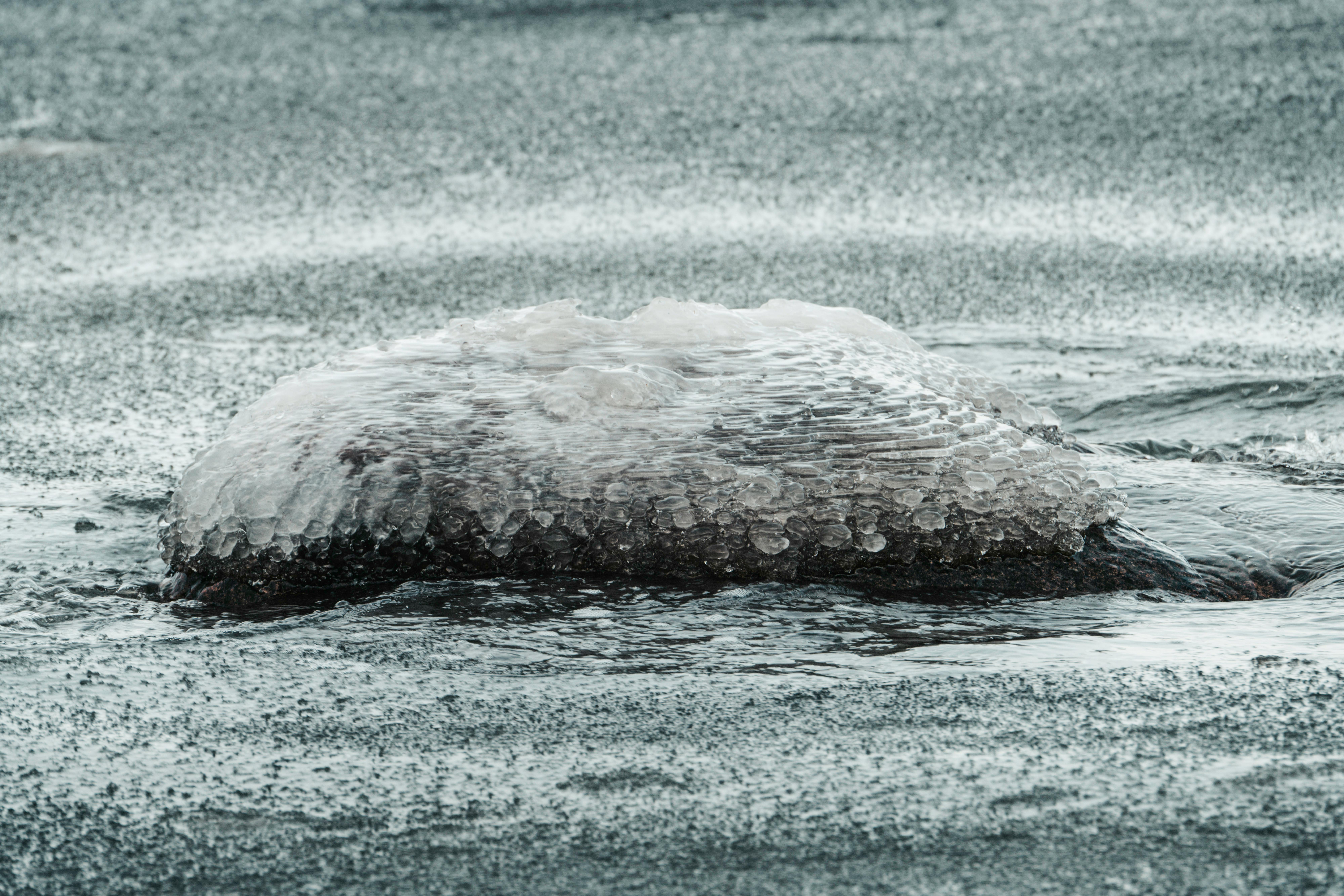 Icy Rock in Frozen Landscape Close-up · Free Stock Photo