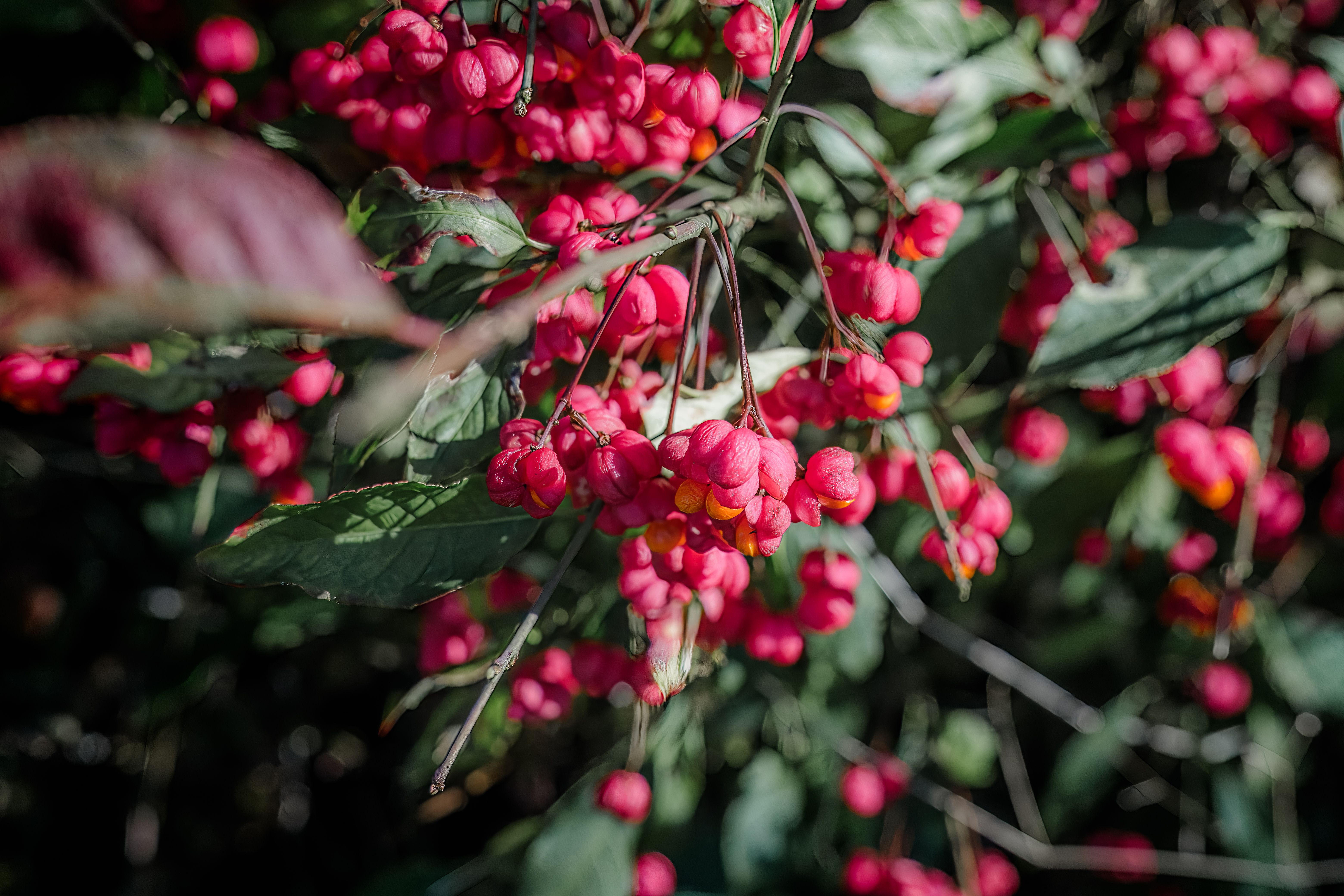 Vibrant Pink Spindle Berries in Autumn · Free Stock Photo