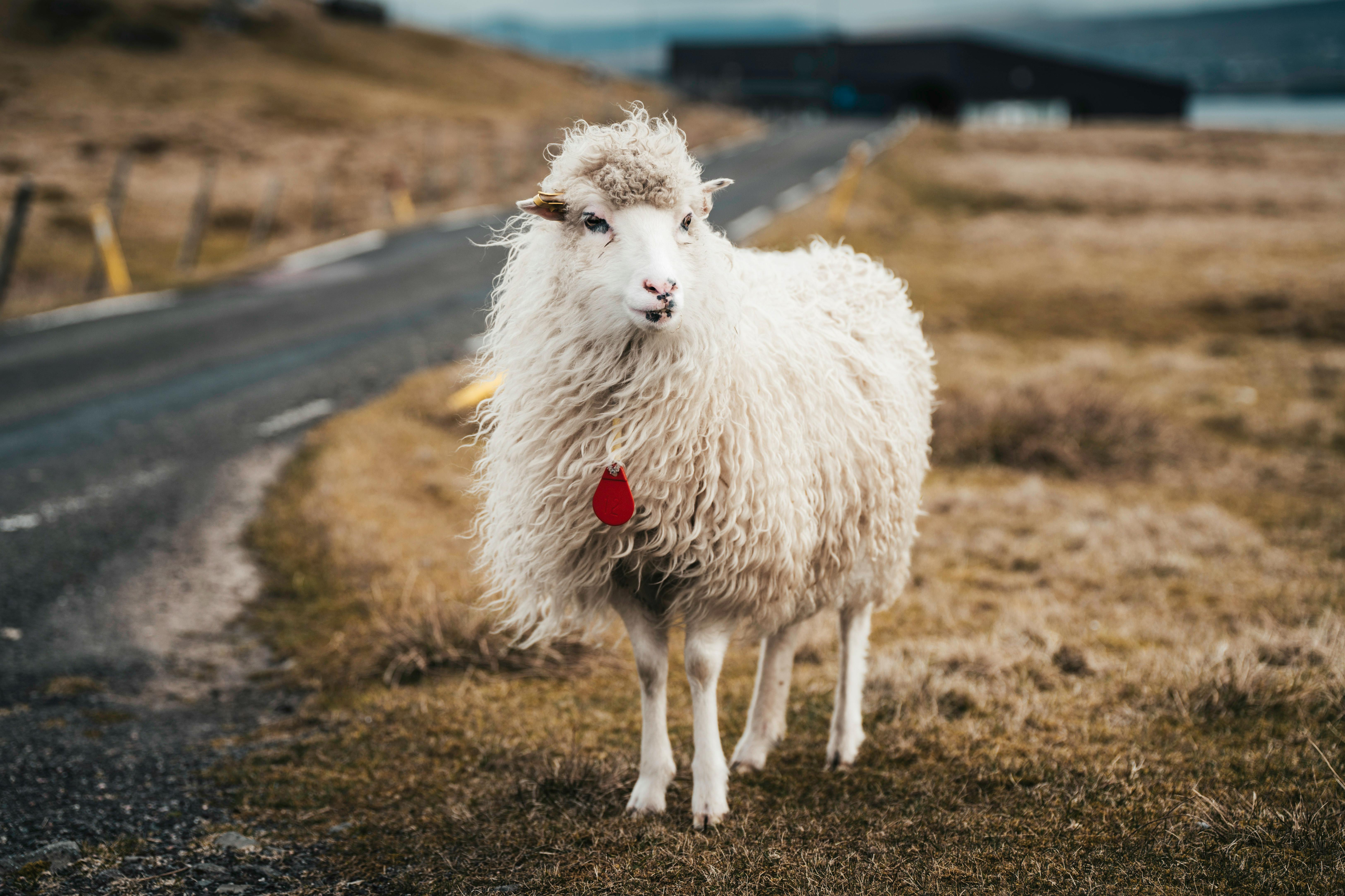 Faroese Sheep on a Rural Road, Faroe Islands · Free Stock Photo