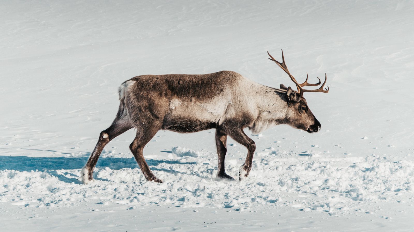Reindeer And Elk Photos, Download The BEST Free Reindeer And Elk Stock ...