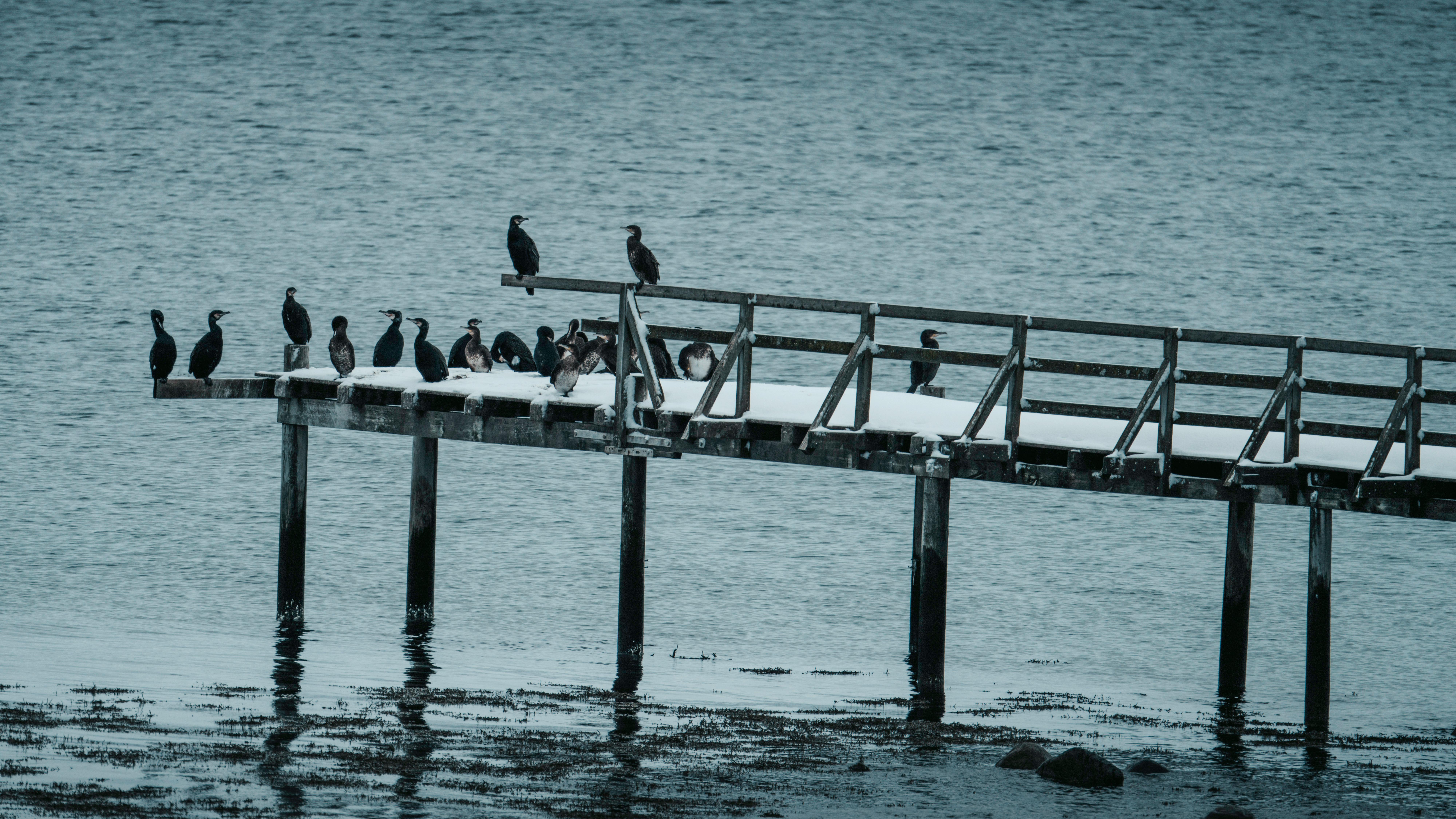 Birds Resting on Snowy Pier in Norway · Free Stock Photo