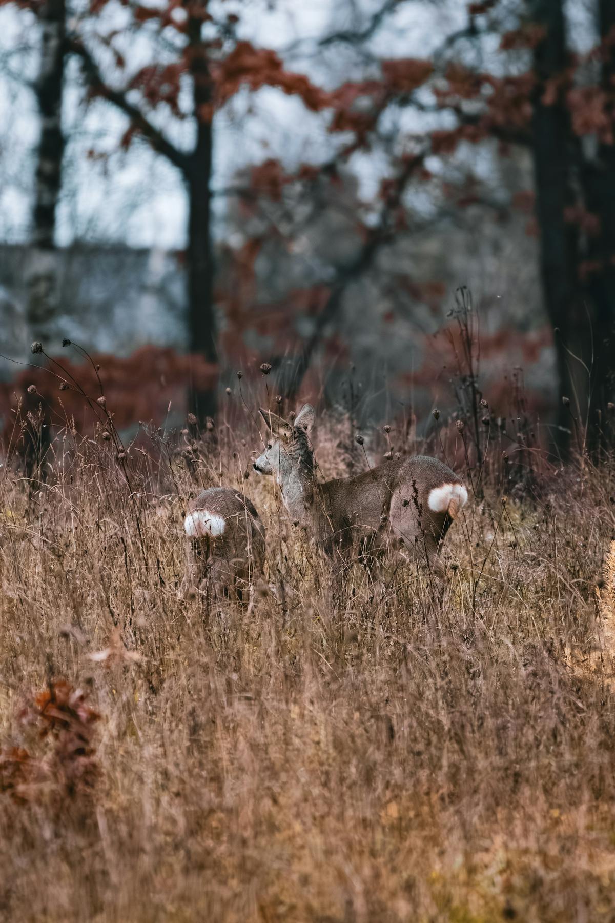 Forest Animals Photos, Download The BEST Free Forest Animals Stock ...