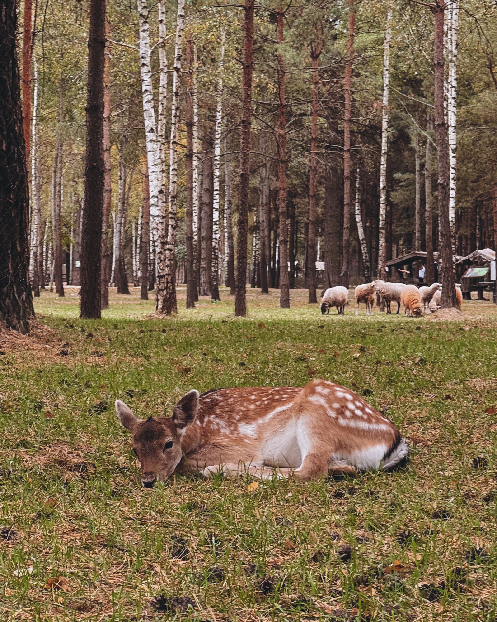 Peaceful Deer Resting in Serene Forest Meadow · Free Stock Photo