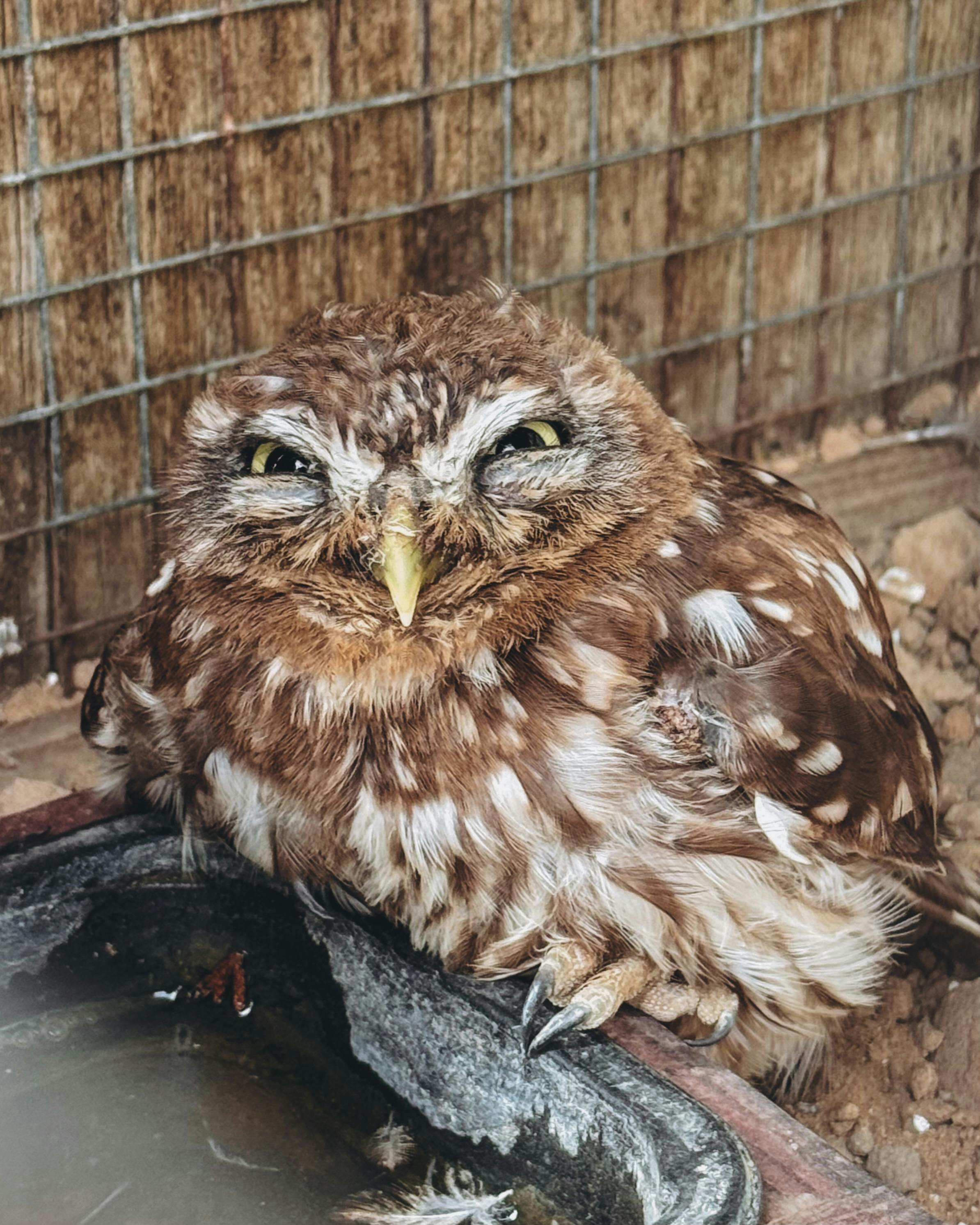 Cute Little Owl Resting by Water Basin · Free Stock Photo